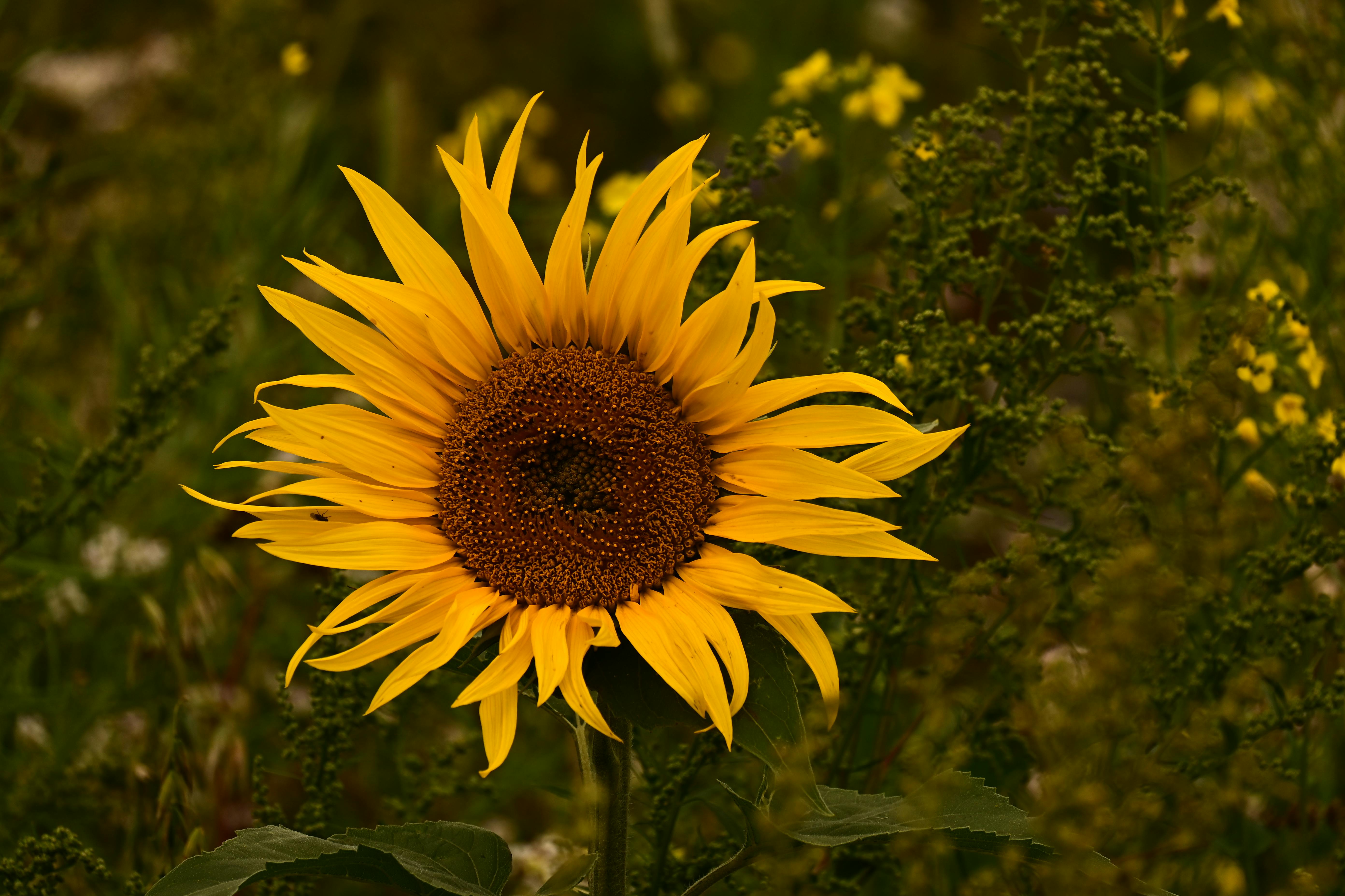 Sunflower Blooming in Summer · Free Stock Photo