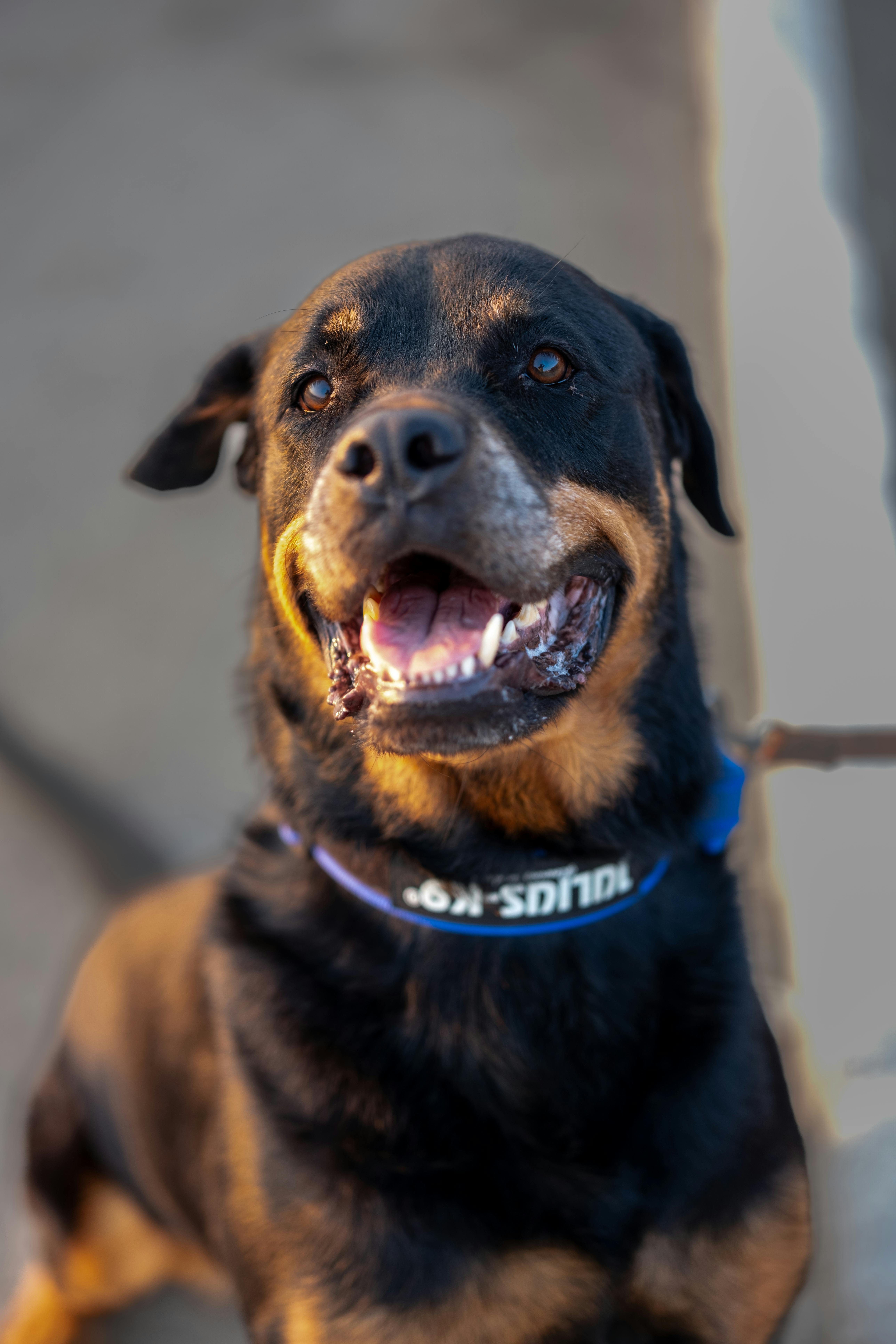 Close-up of a Happy Rottweiler Dog Wearing a Collar · Free Stock Photo
