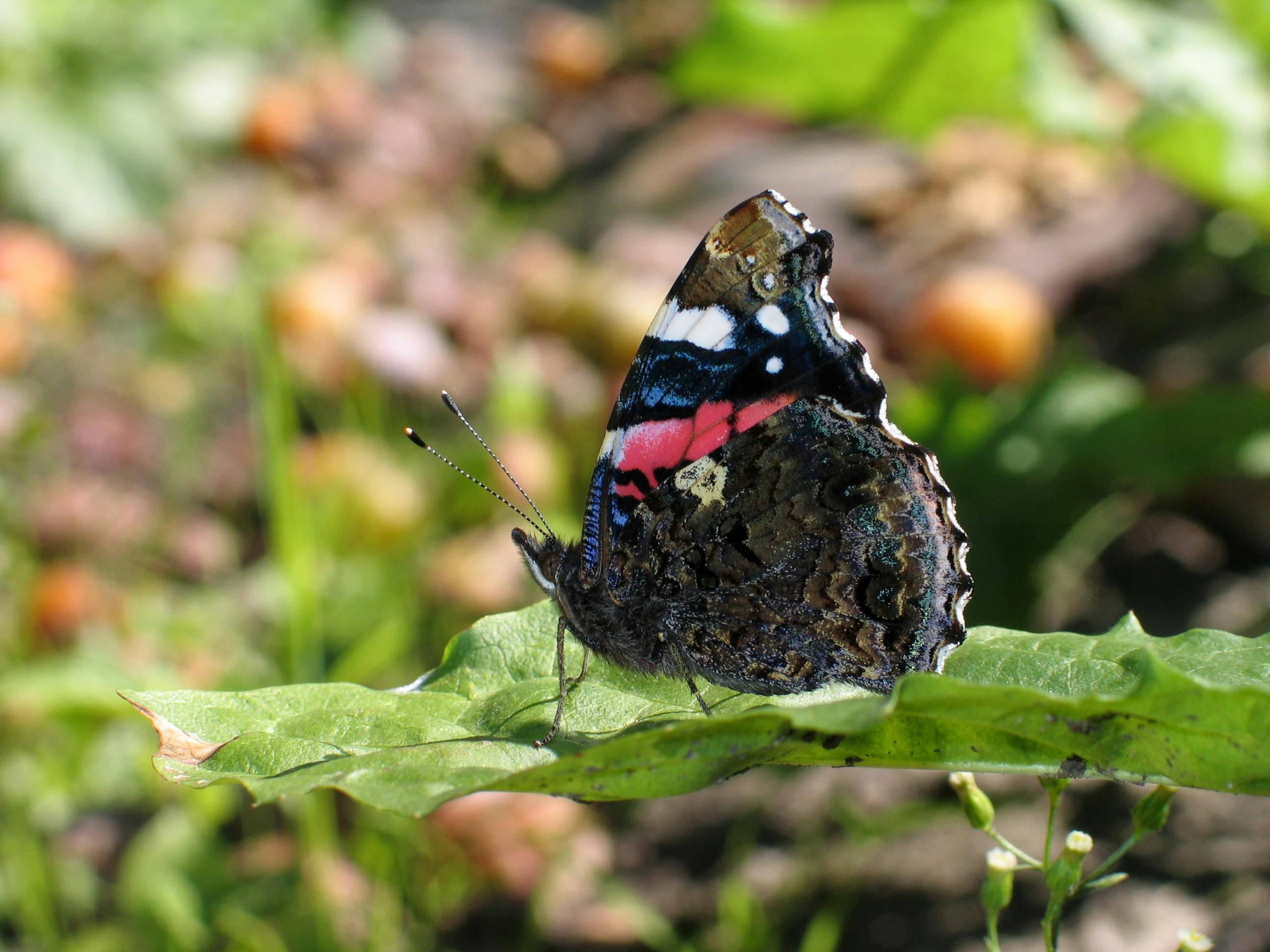 Butterfly Sitting Photos, Download The BEST Free Butterfly Sitting ...