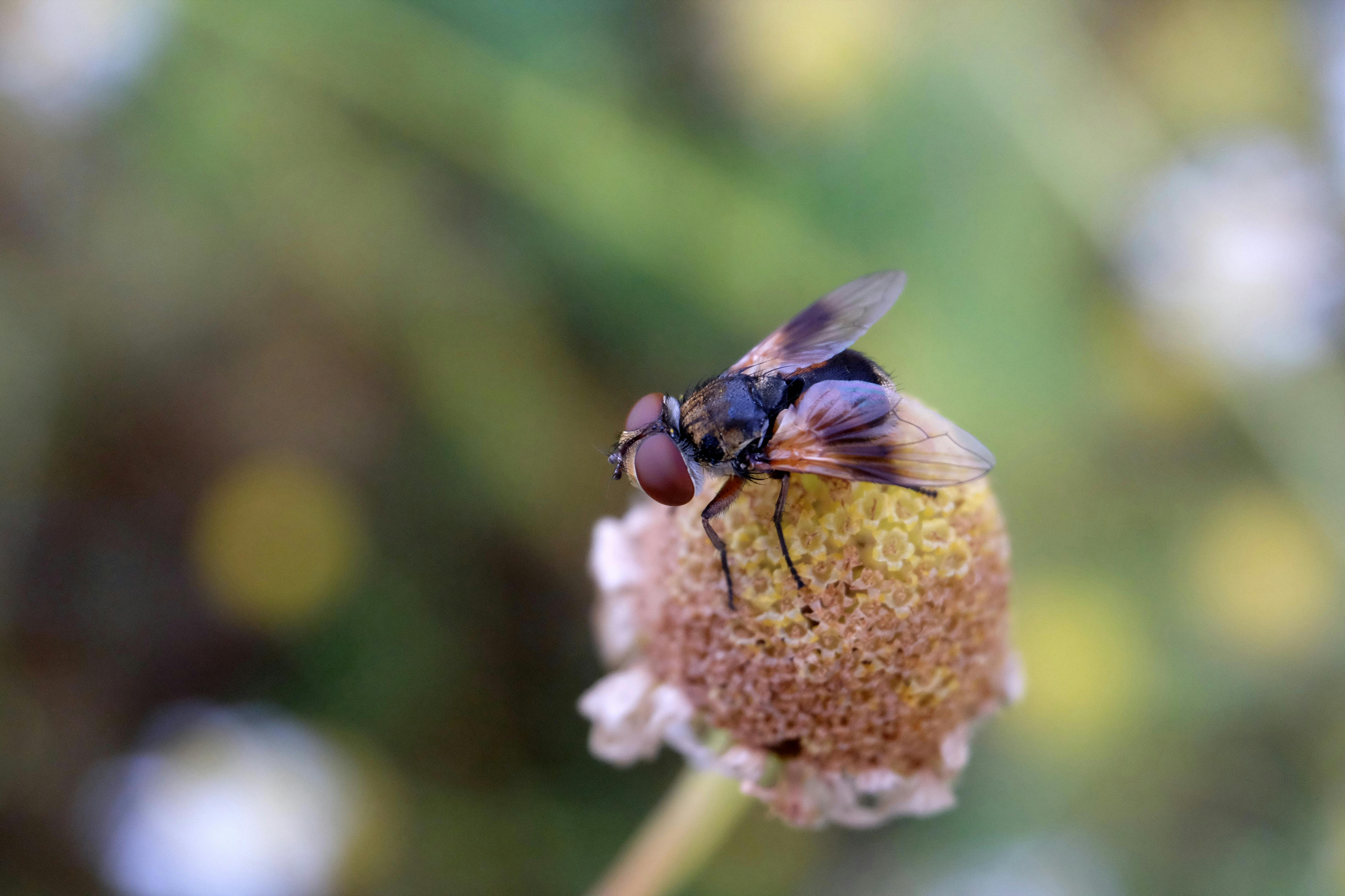 Flower Flies Photos, Download The BEST Free Flower Flies Stock Photos ...
