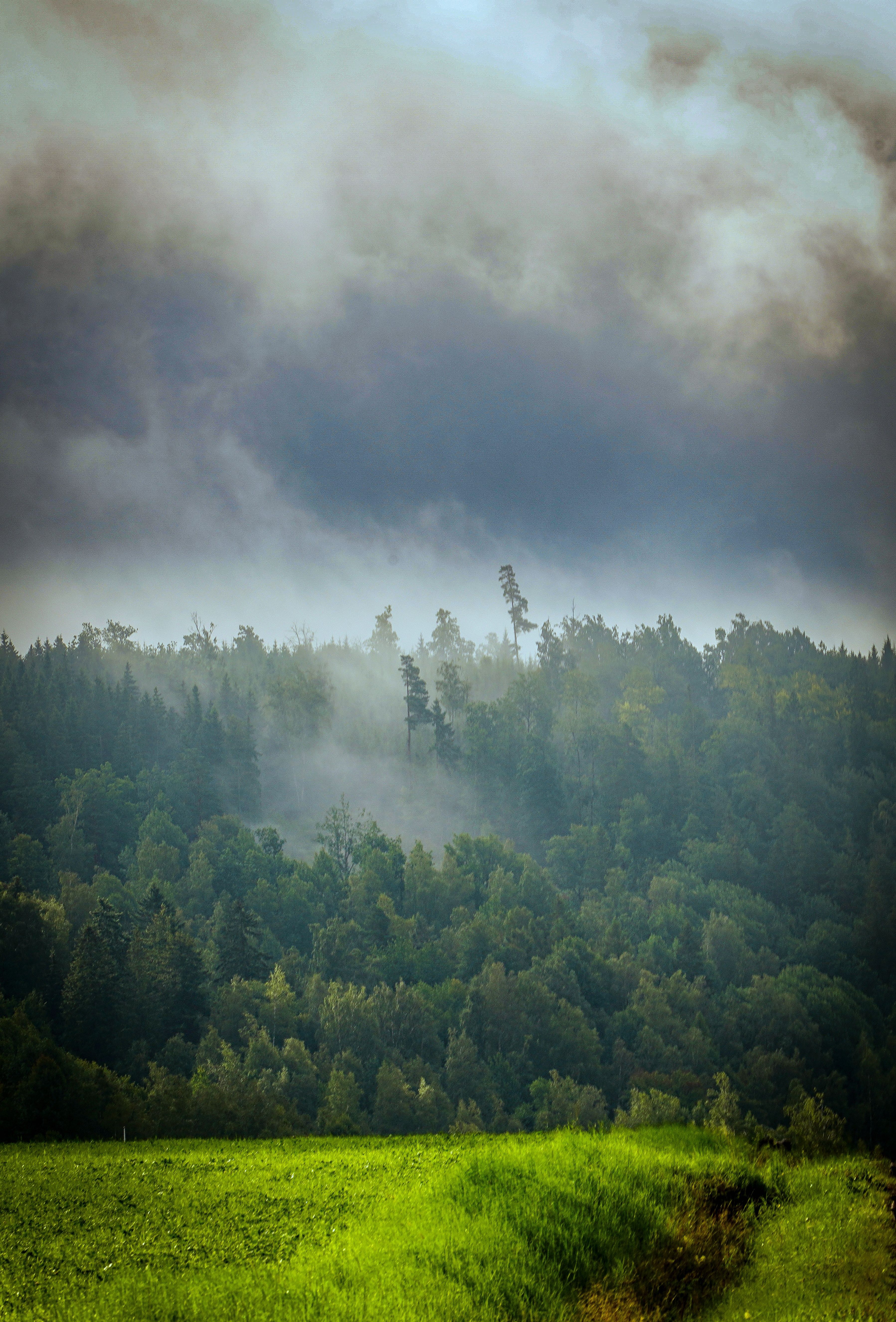 Dark Storm Clouds over Forest · Free Stock Photo