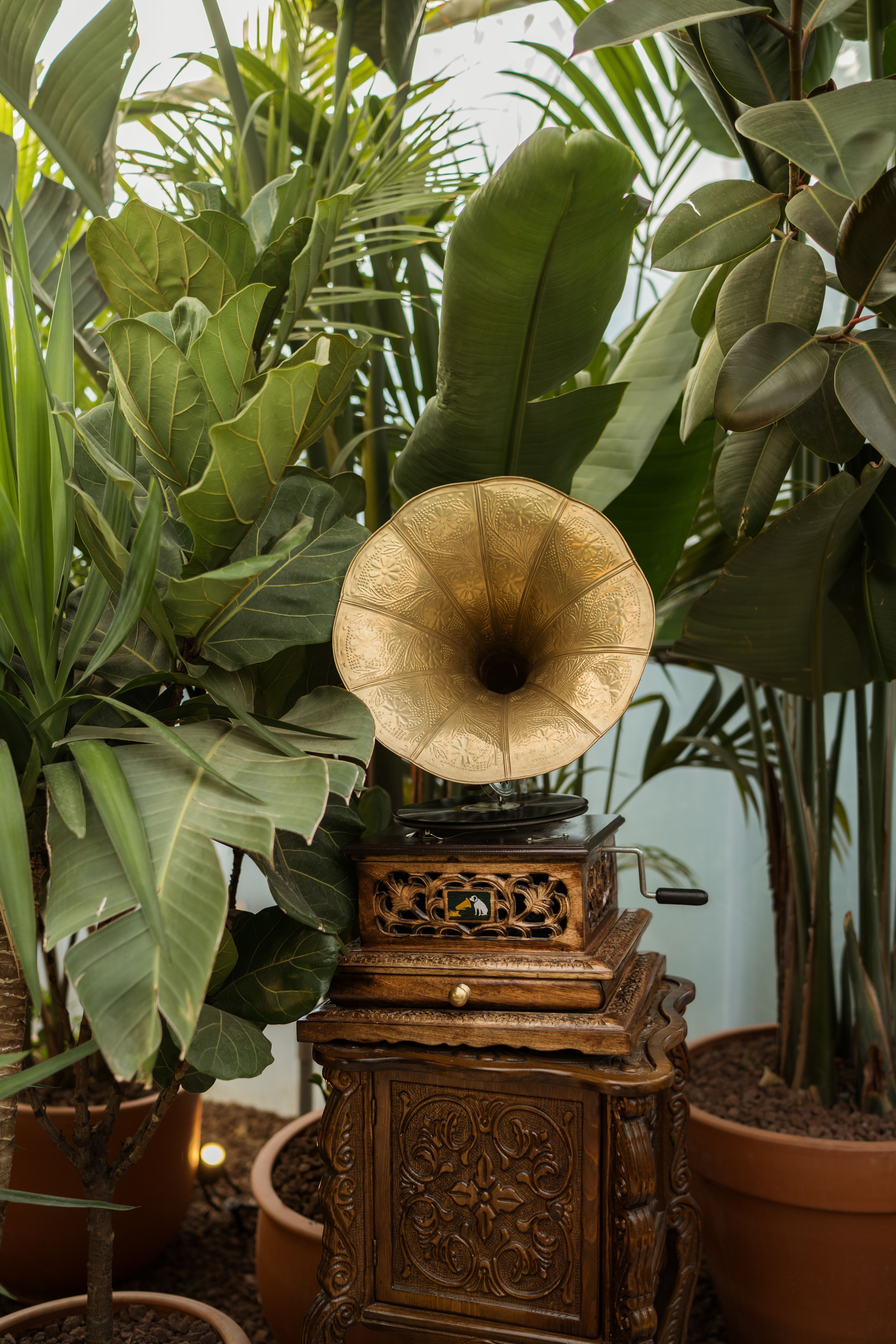 Record Player among Potted Plants · Free Stock Photo