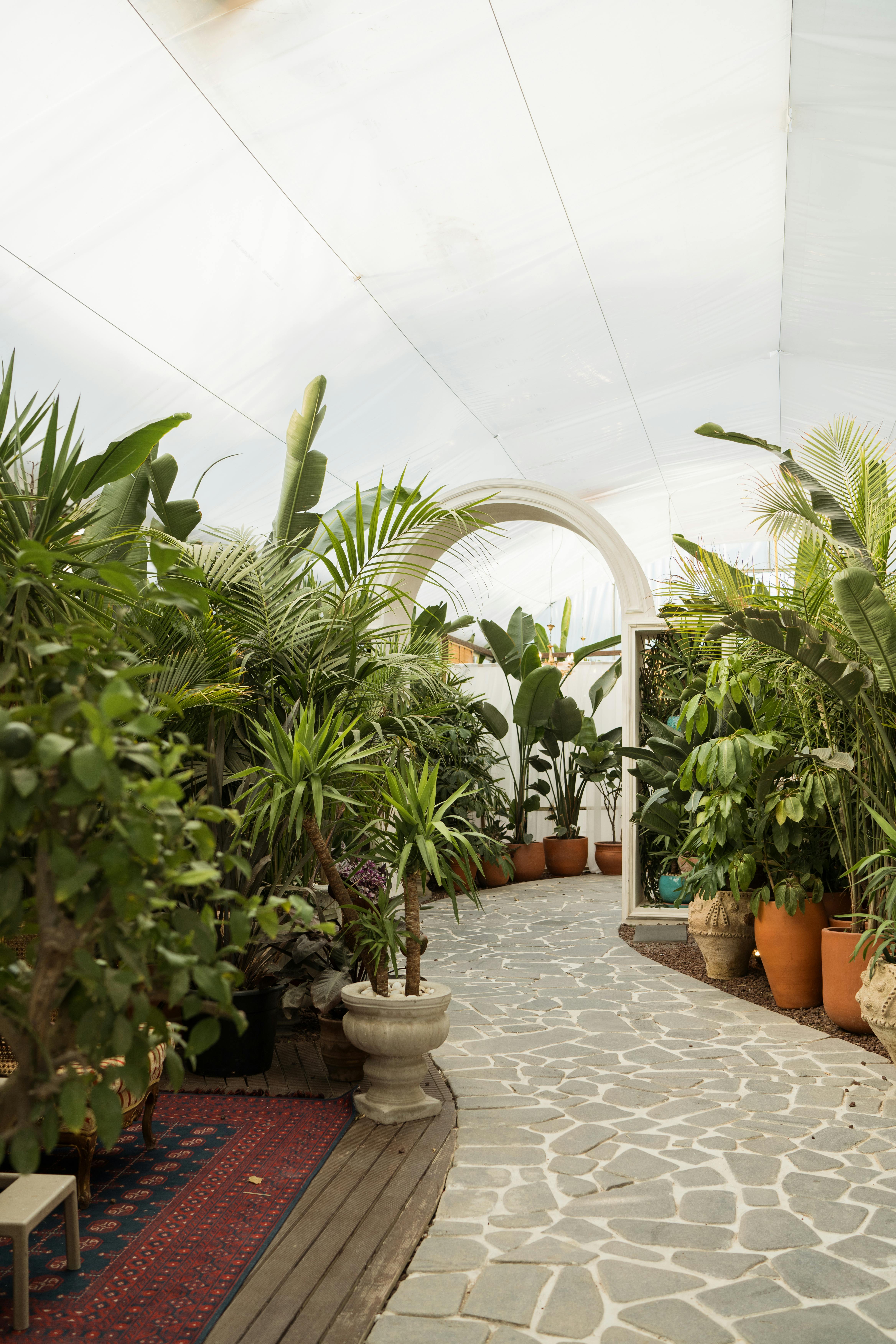 Passage among Potted Plants · Free Stock Photo