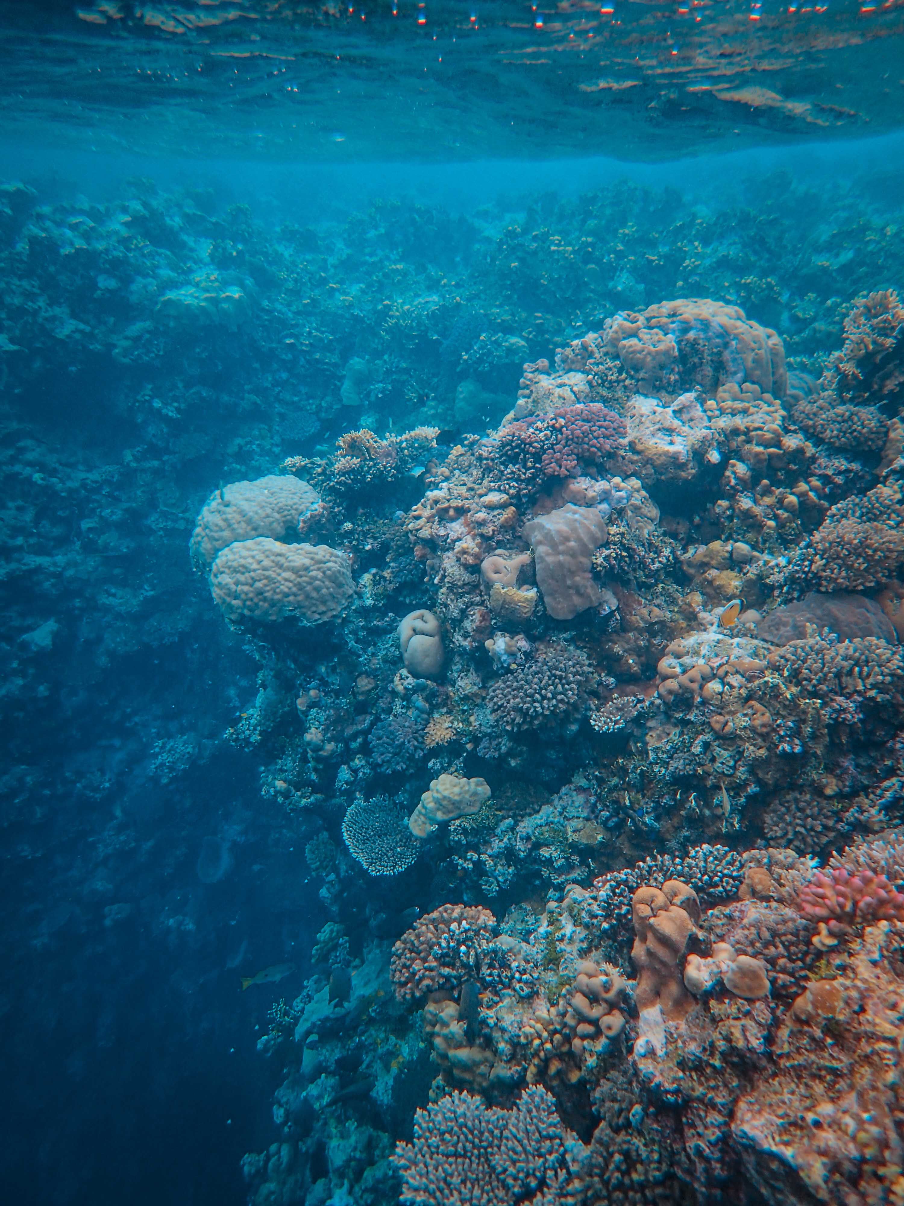 Underwater Photo of a Coral Reef near Sea Surface · Free Stock Photo
