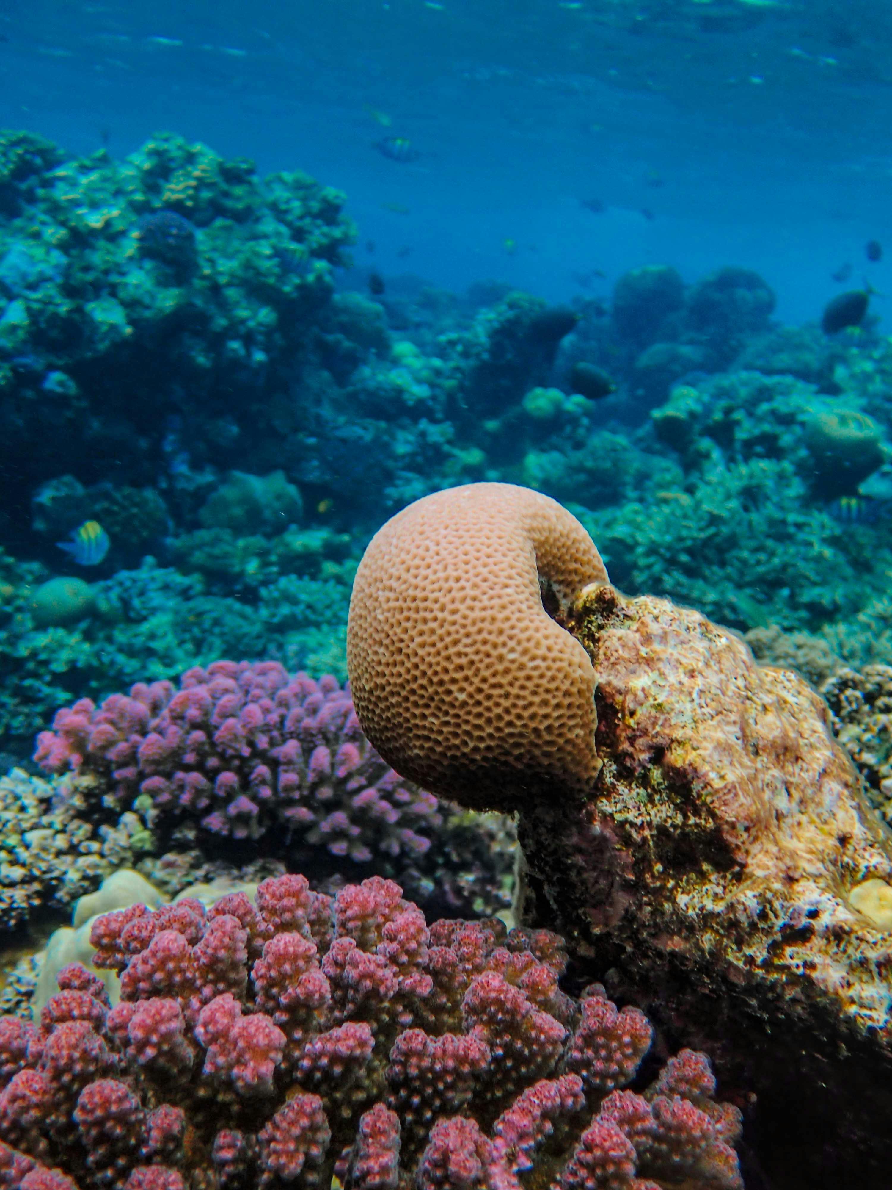 Photo gratuite de aquarium, aquatique, aventure en mer, beauté ...