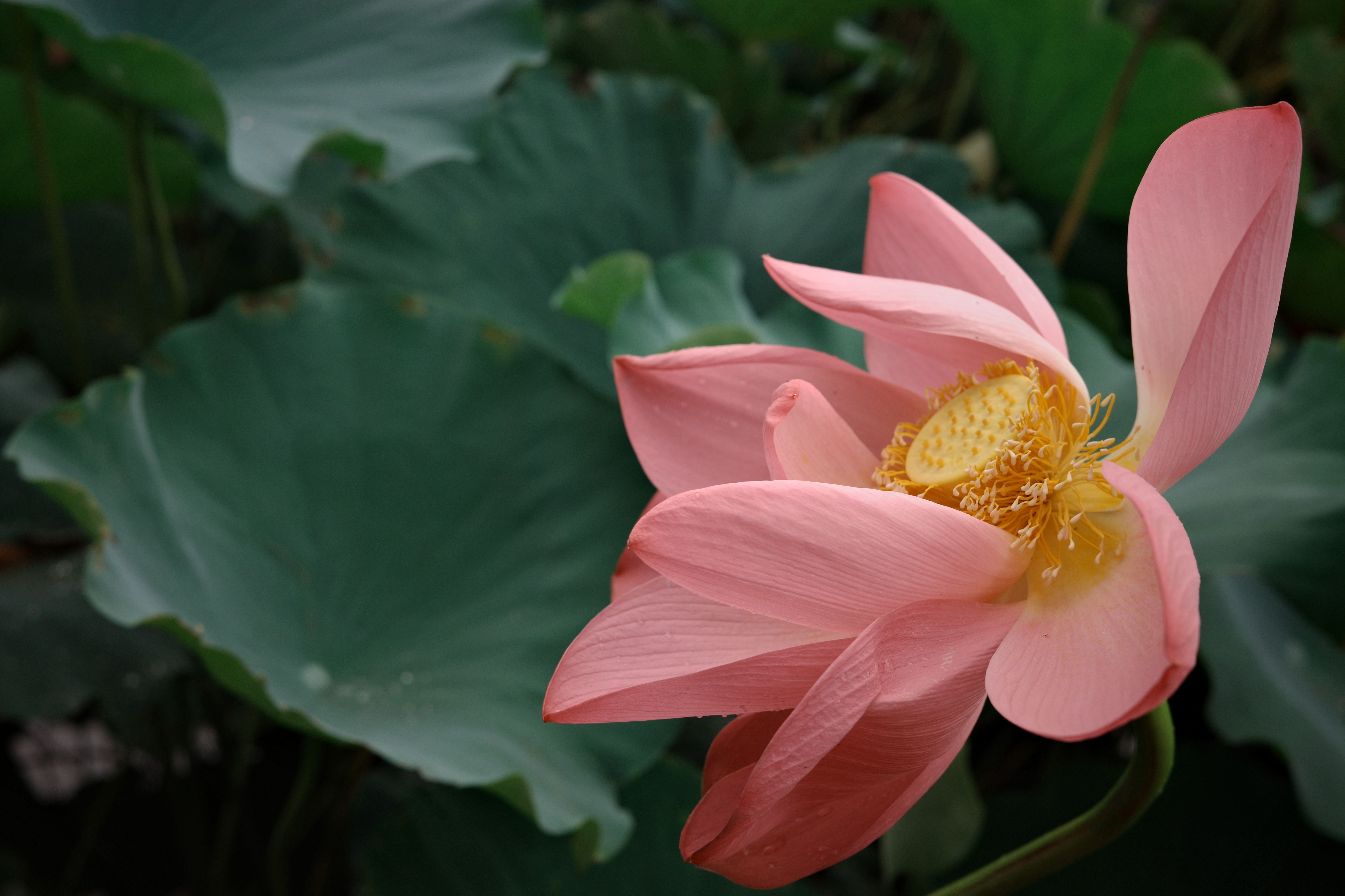 Sparse Foliage Photos, Download The BEST Free Sparse Foliage Stock ...