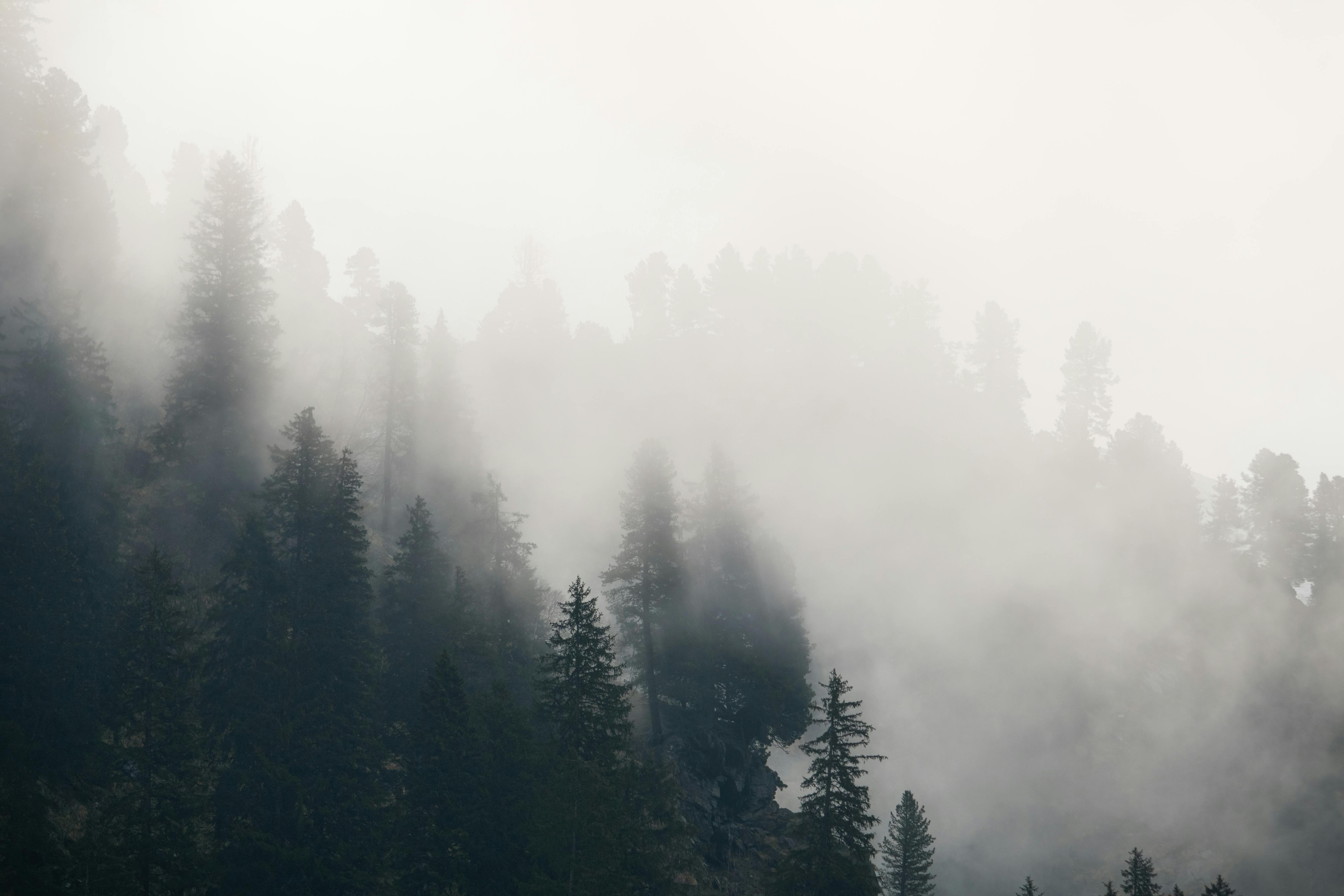 A foggy forest with trees and fog · Free Stock Photo