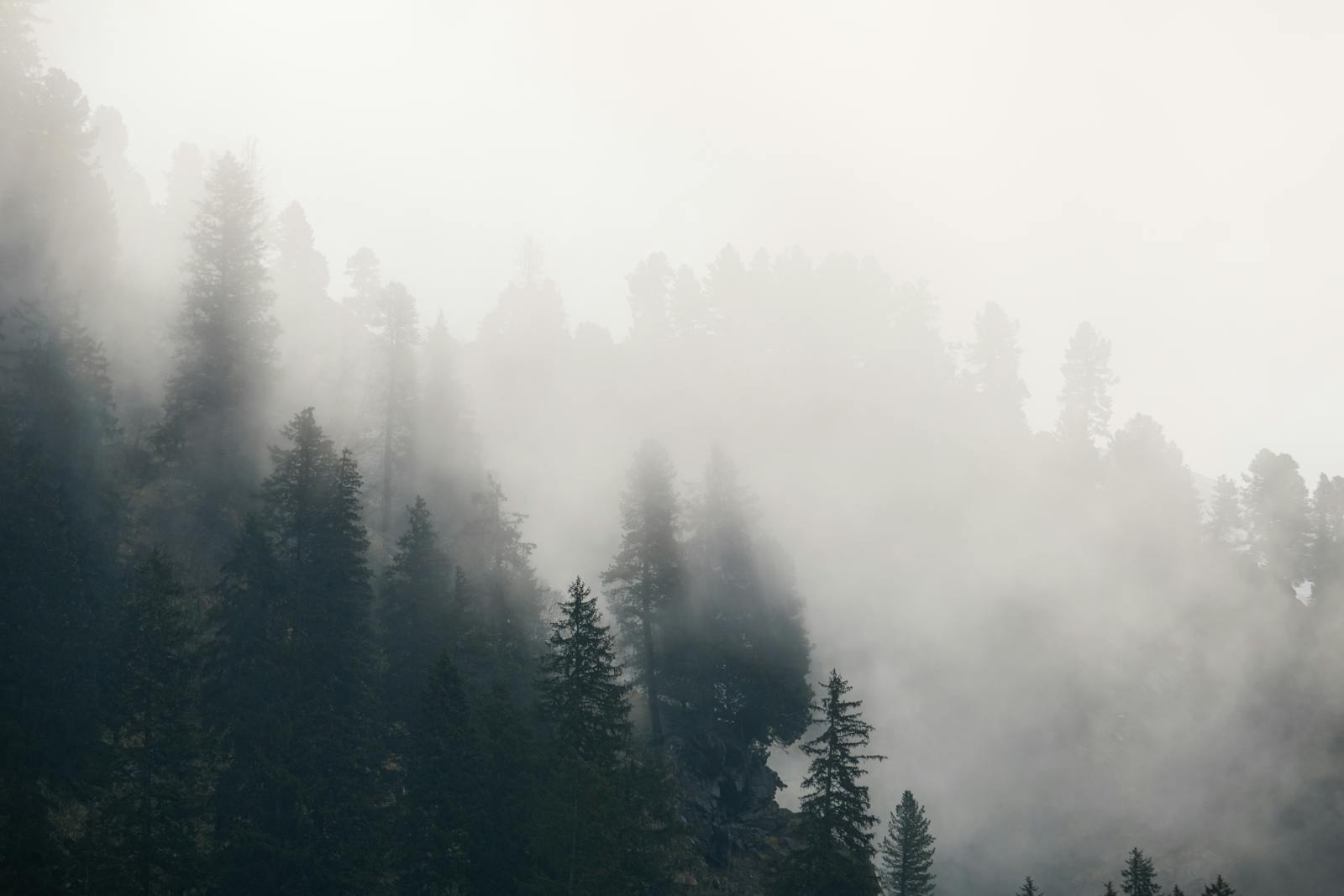Foggy Forest 4k Photos, Download The BEST Free Foggy Forest 4k Stock ...
