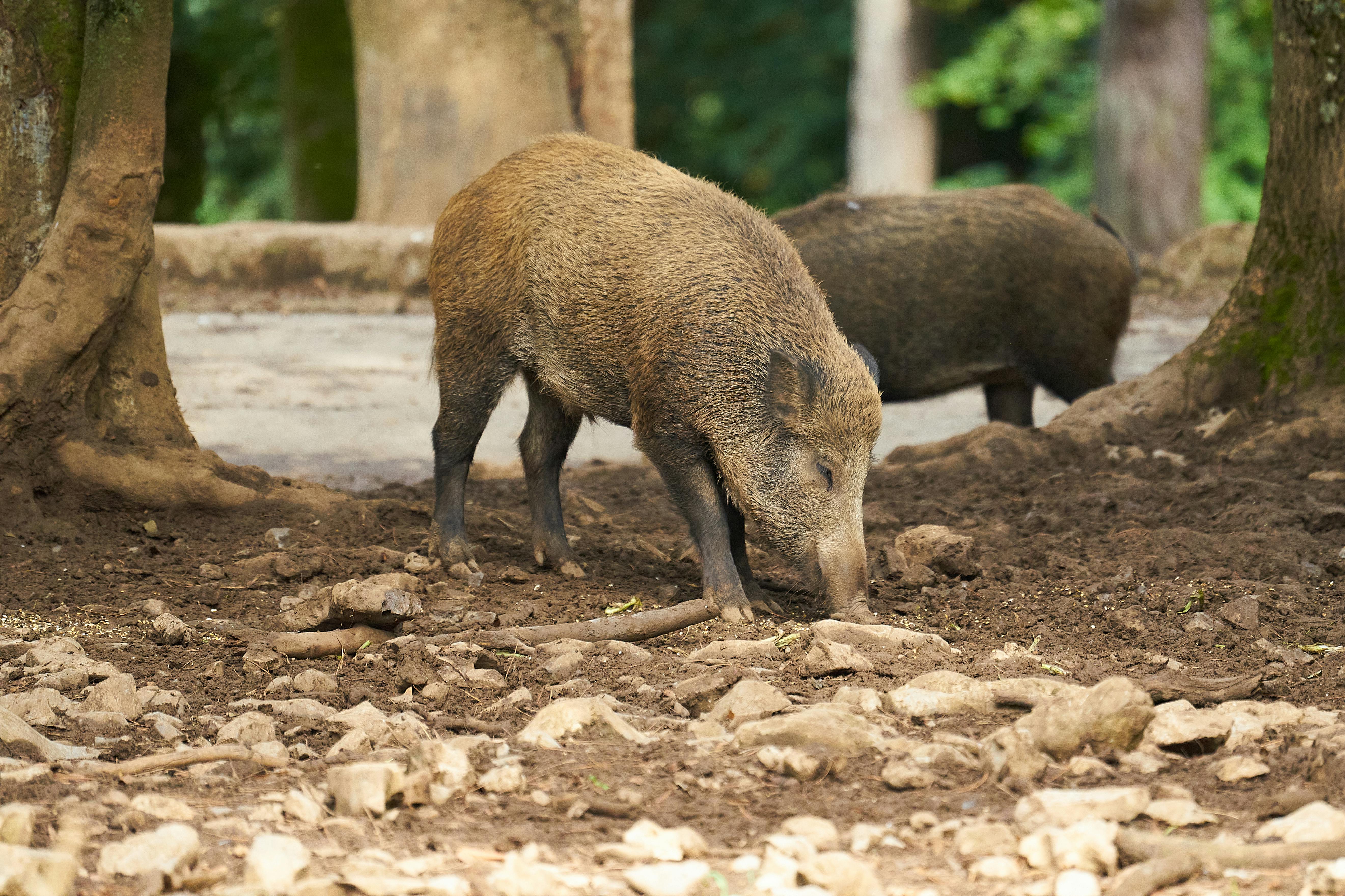 Brown Wild Boar · Free Stock Photo