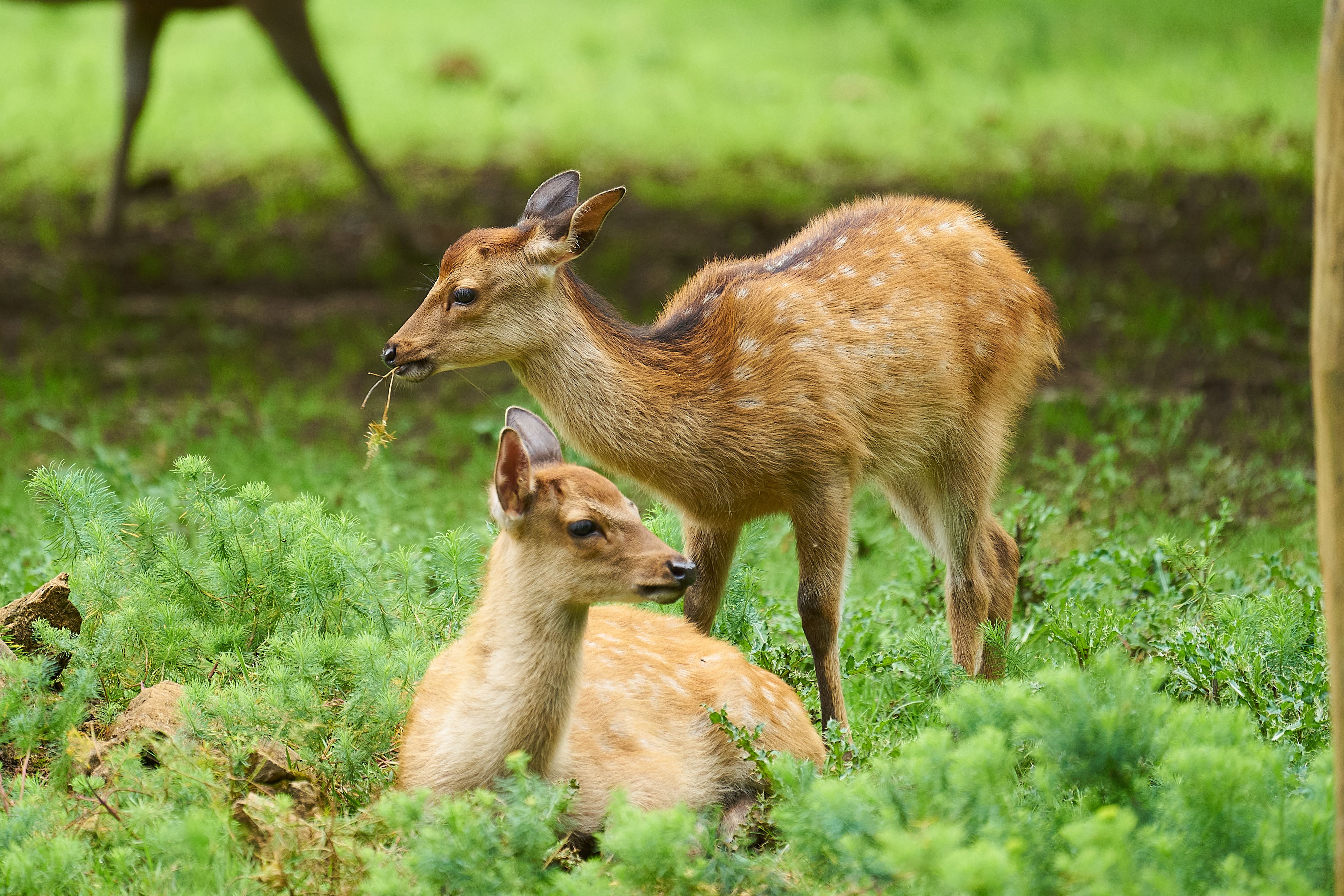 Baby Deer Eating Grass