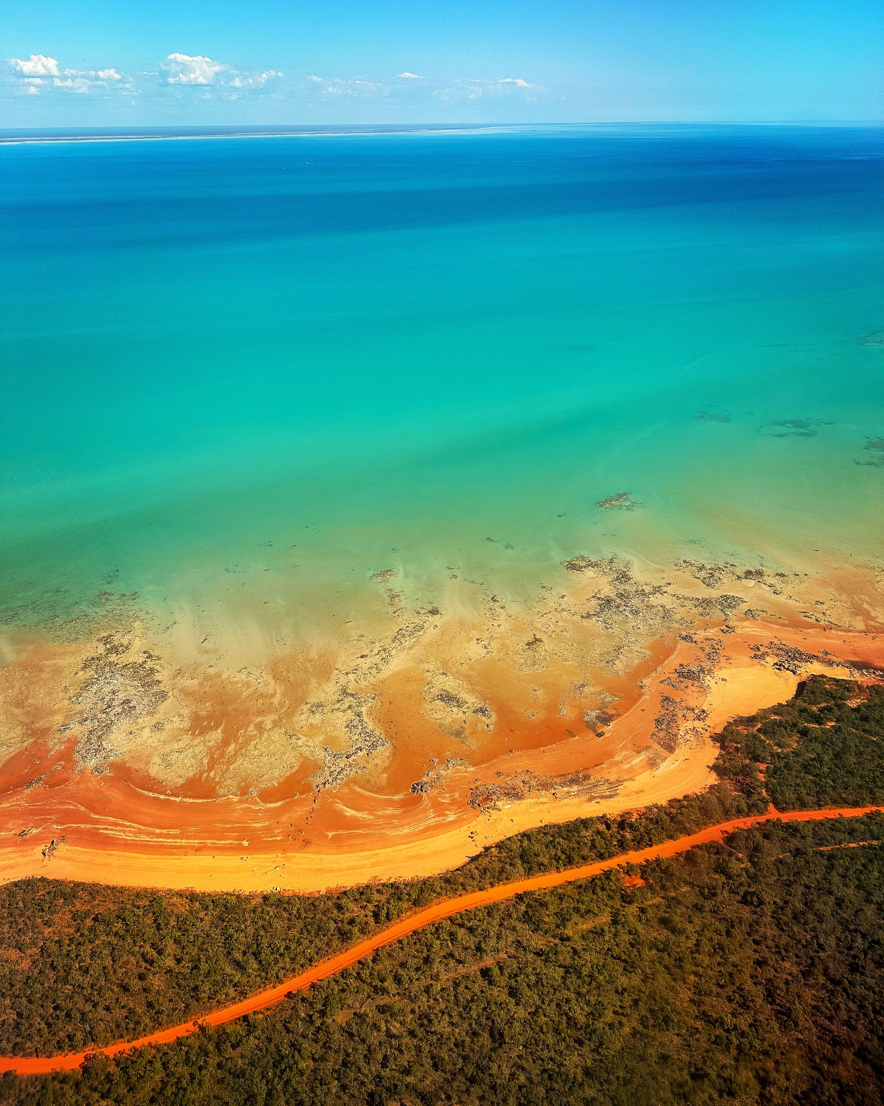 Trees Growing on Seashore near Turquoise Sea · Free Stock Photo