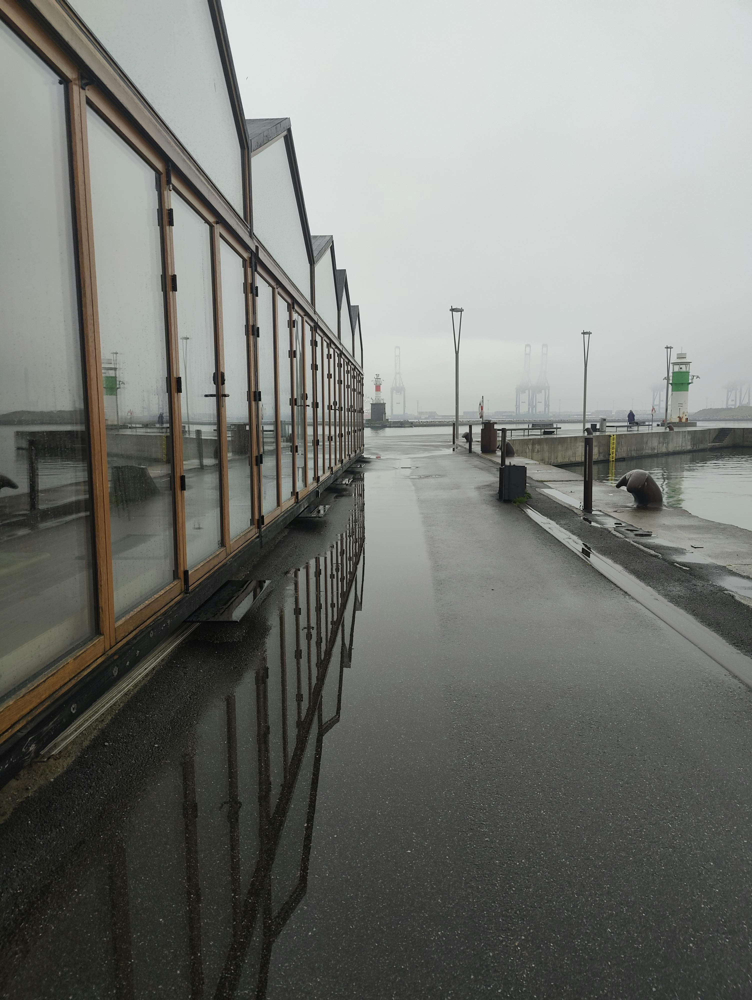 Flying Bird Under Humid Weather · Free Stock Photo