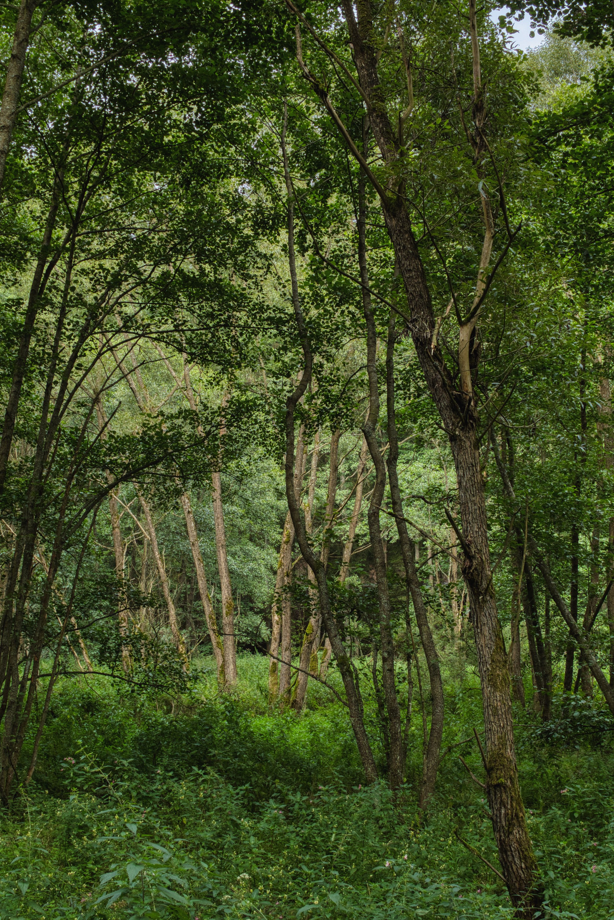 Copse of Young Trees · Free Stock Photo