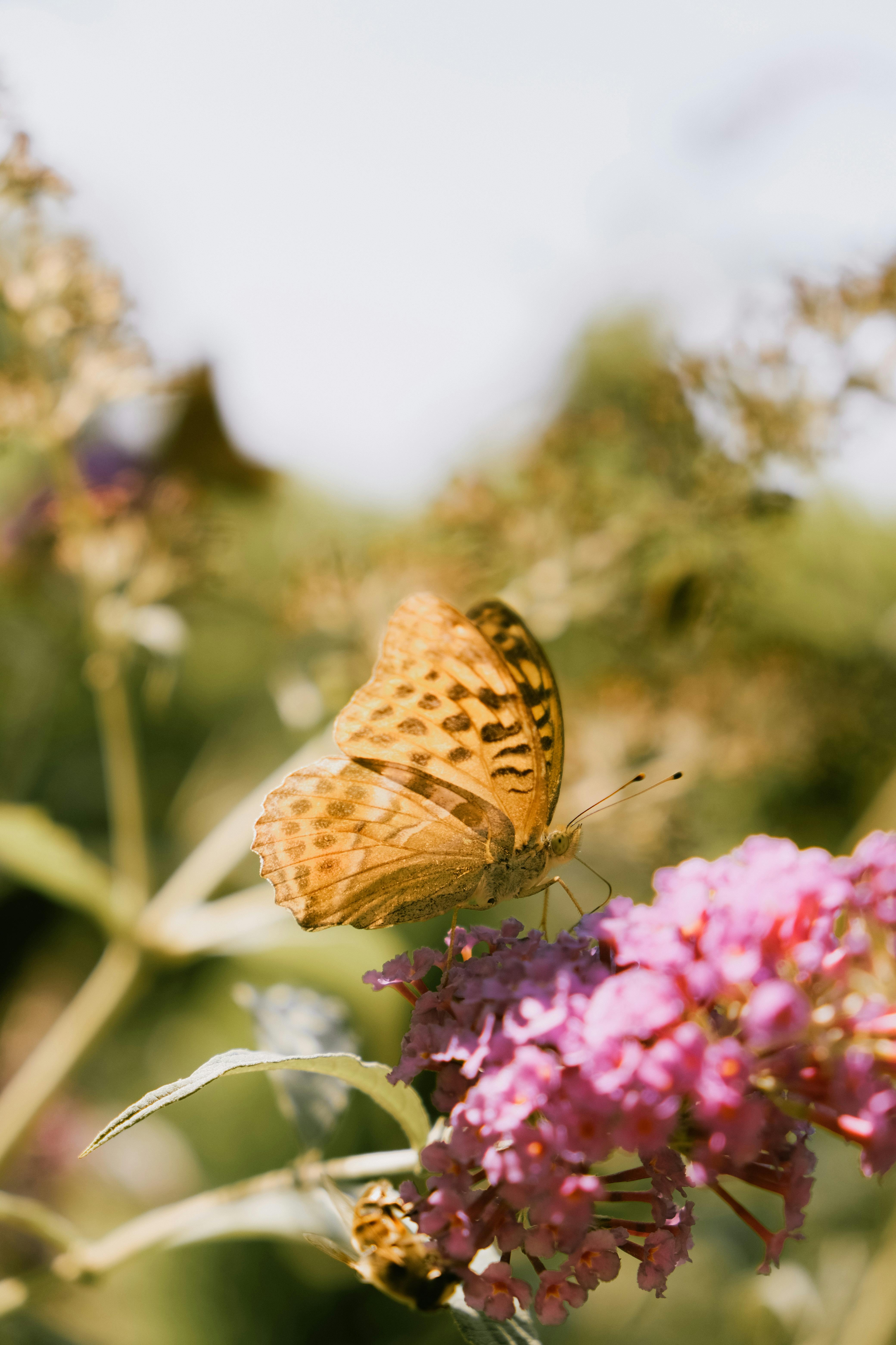 Butterfly Food Photos, Download The BEST Free Butterfly Food Stock ...