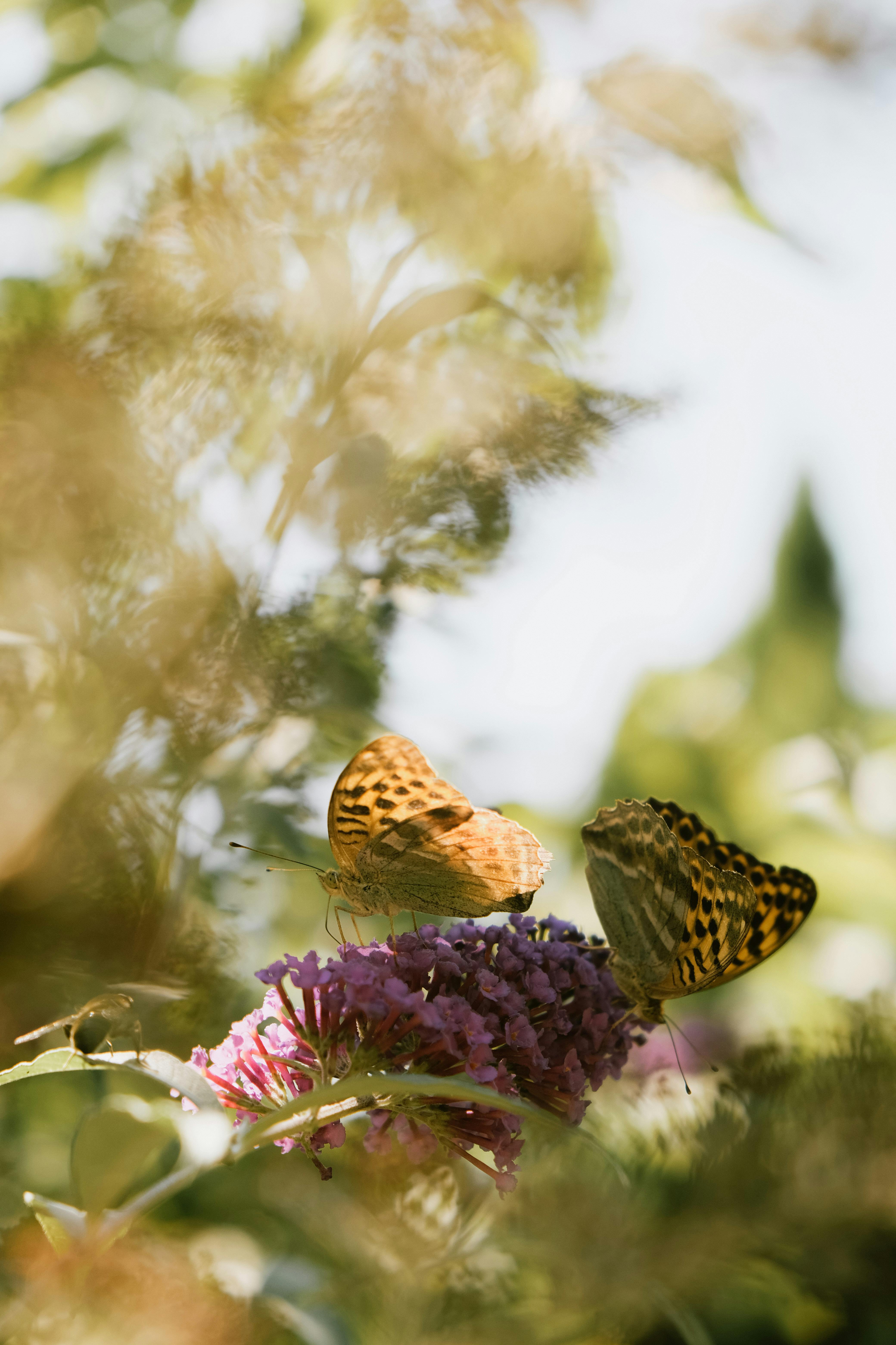 Two Spotted Butterflies Perching on a Blooming Flower · Free Stock Photo