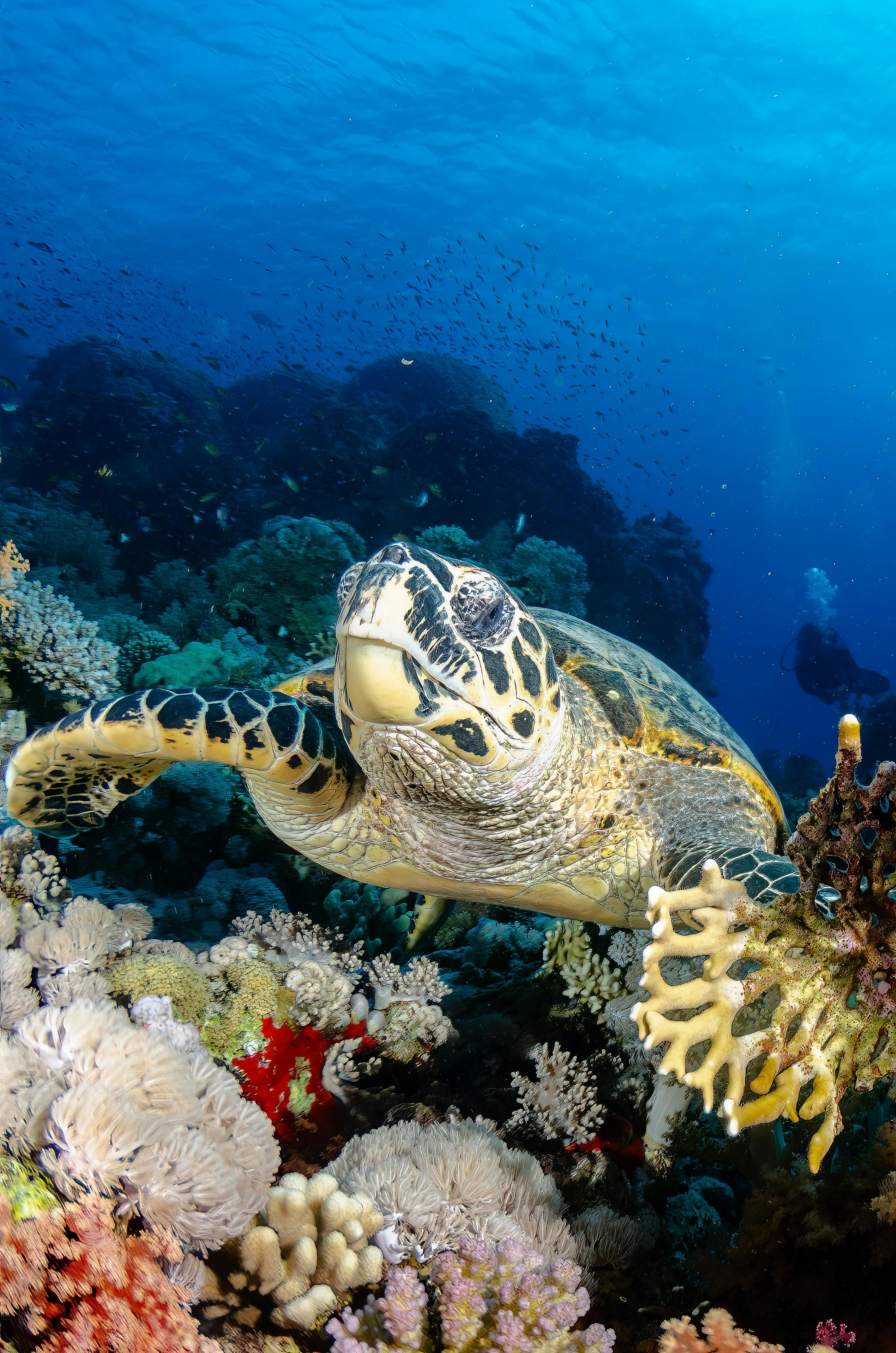 Turtle And Fish Photos, Download The BEST Free Turtle And Fish Stock ...