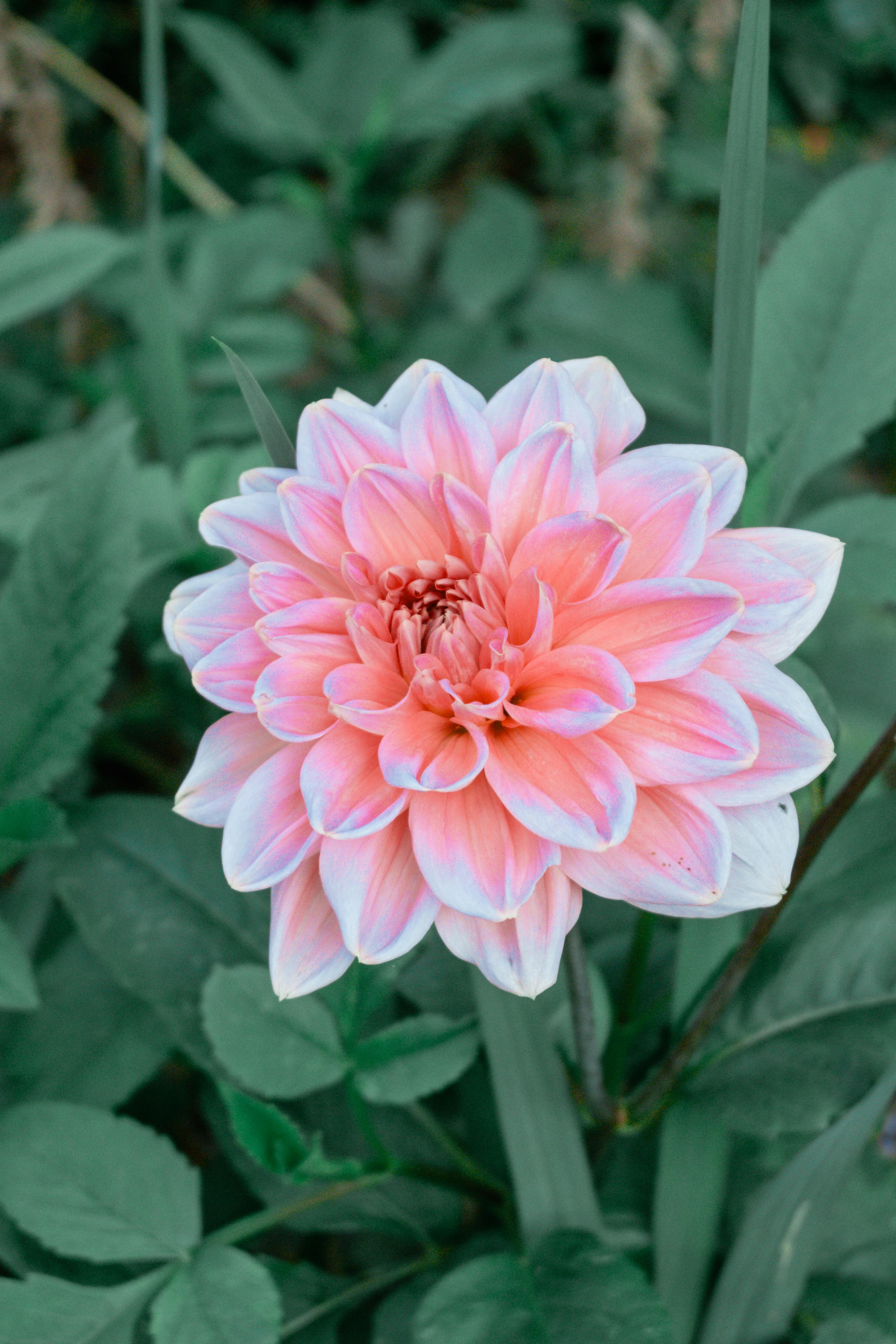 Flower Growth Stages Photos, Download The BEST Free Flower Growth ...