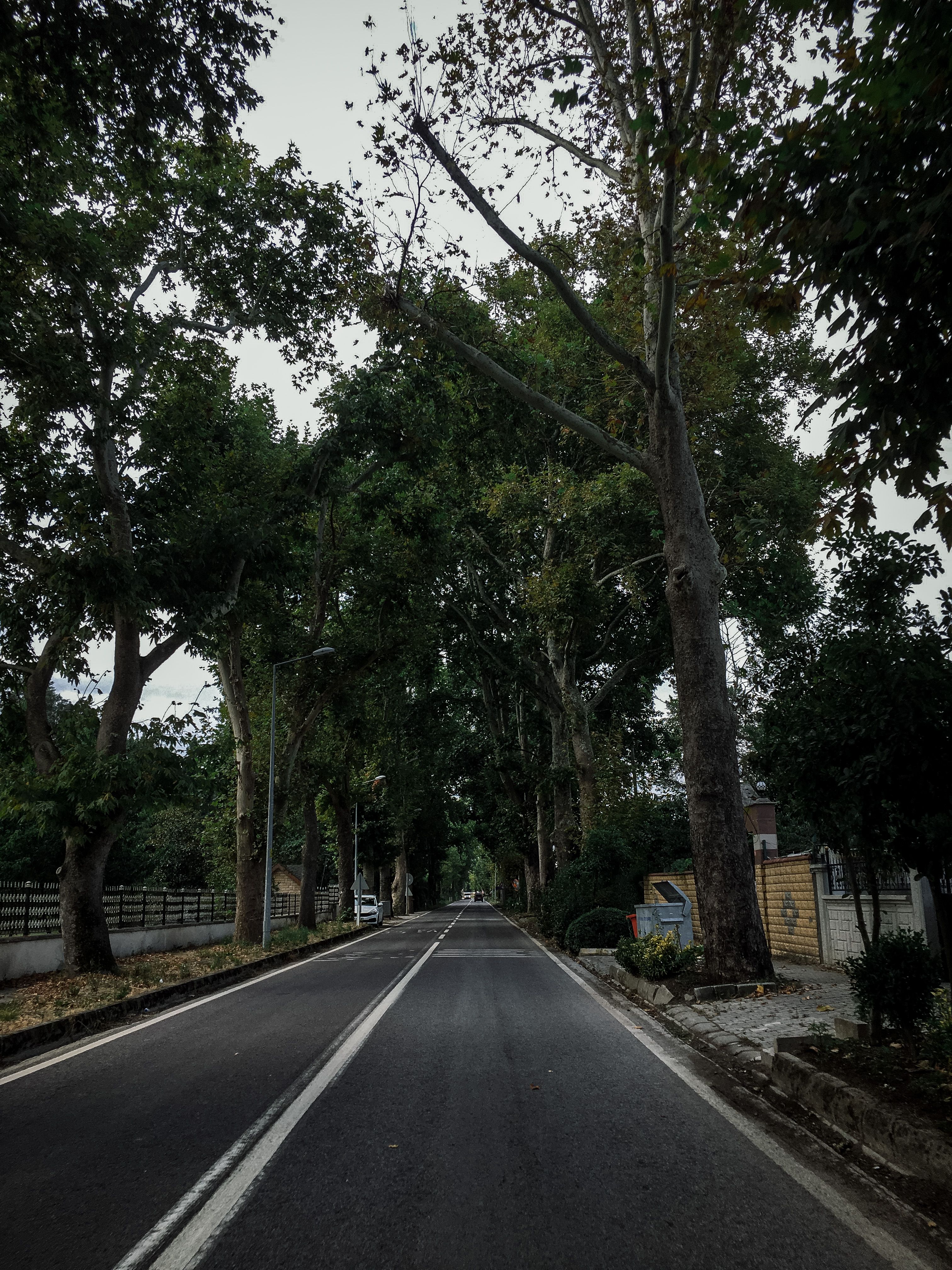 Asphalt Road Among Trees · Free Stock Photo