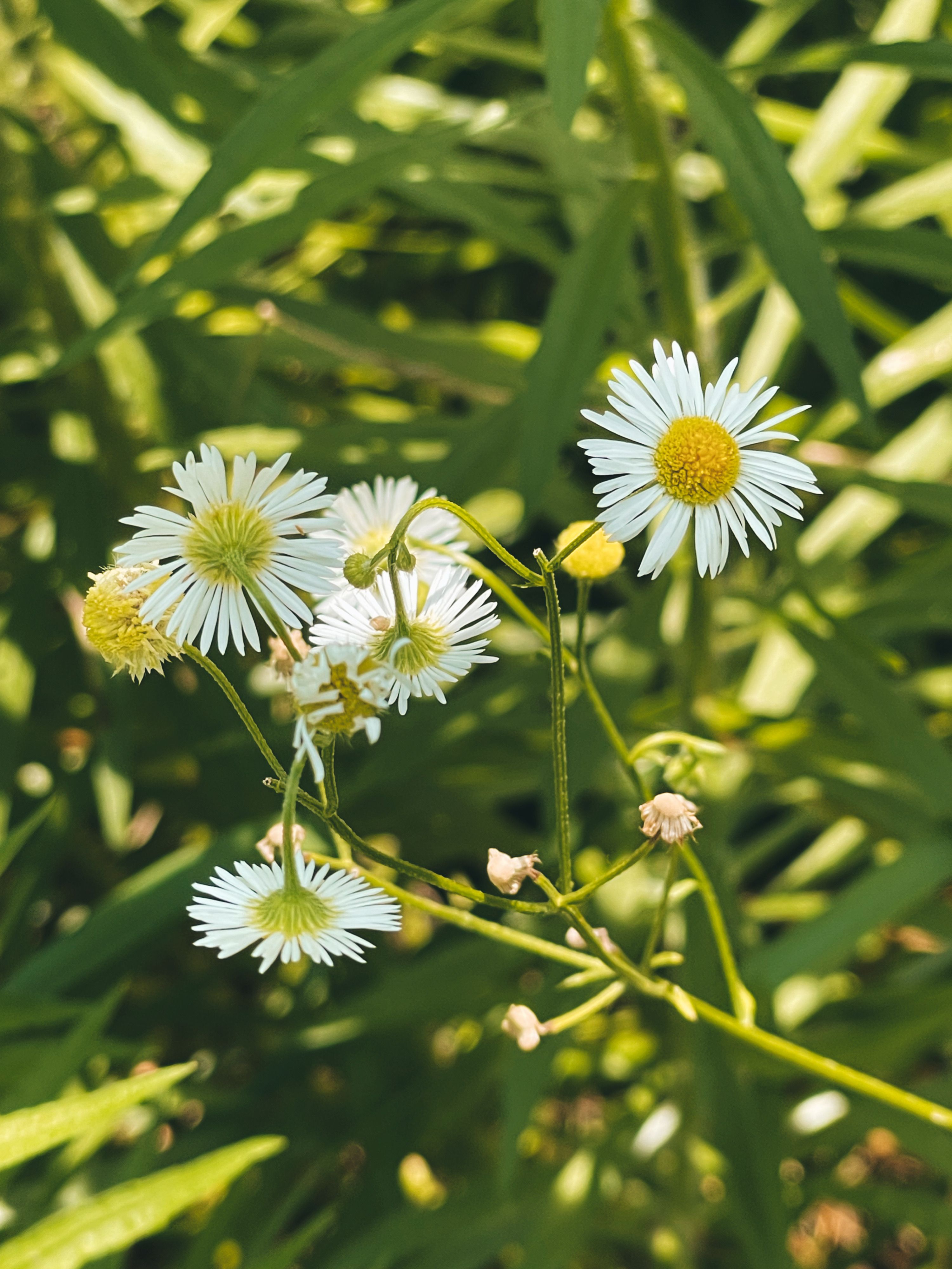 Flowers of Wild Chamomile in the Meadow · Free Stock Photo