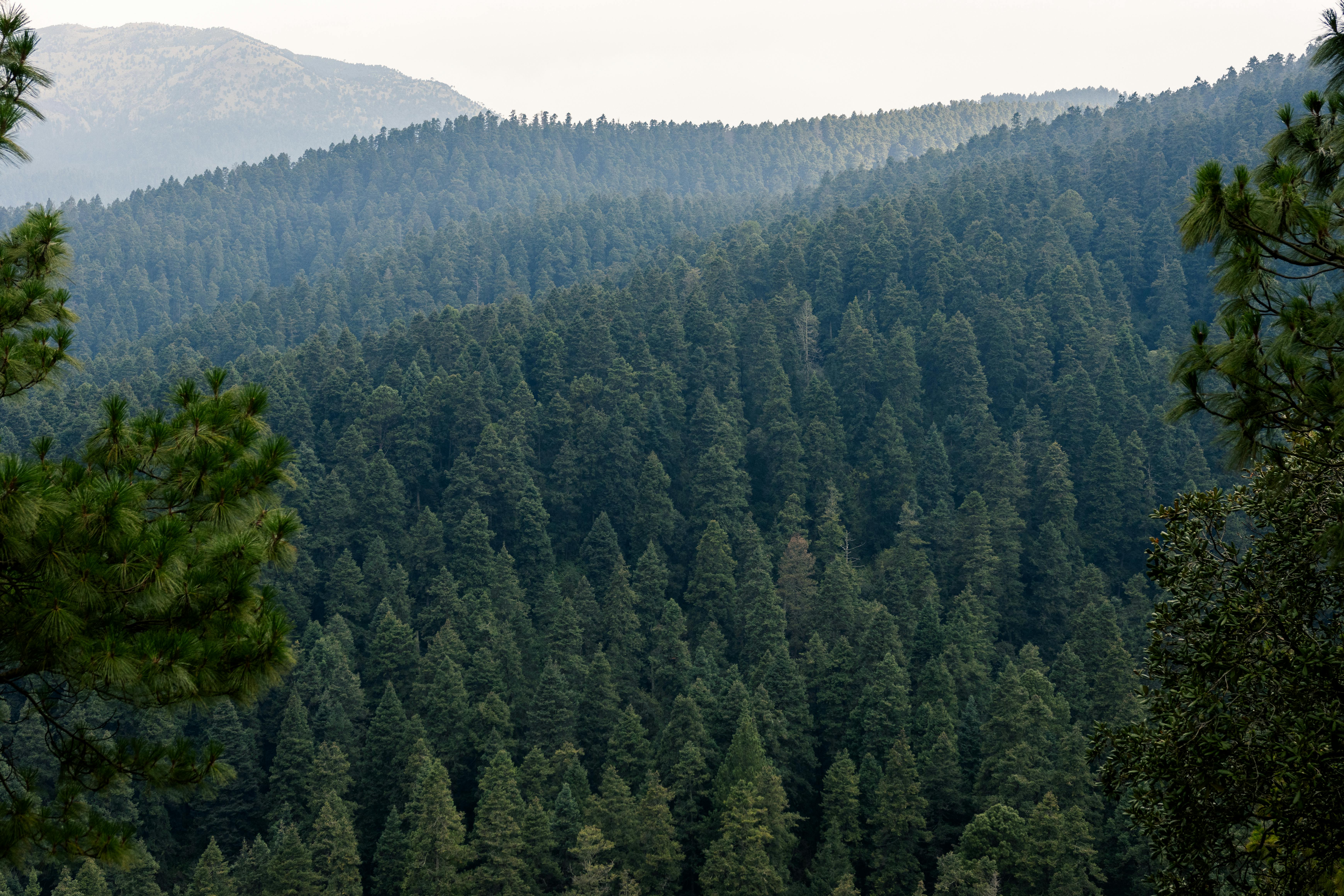 Dense Forest in Mexico · Free Stock Photo