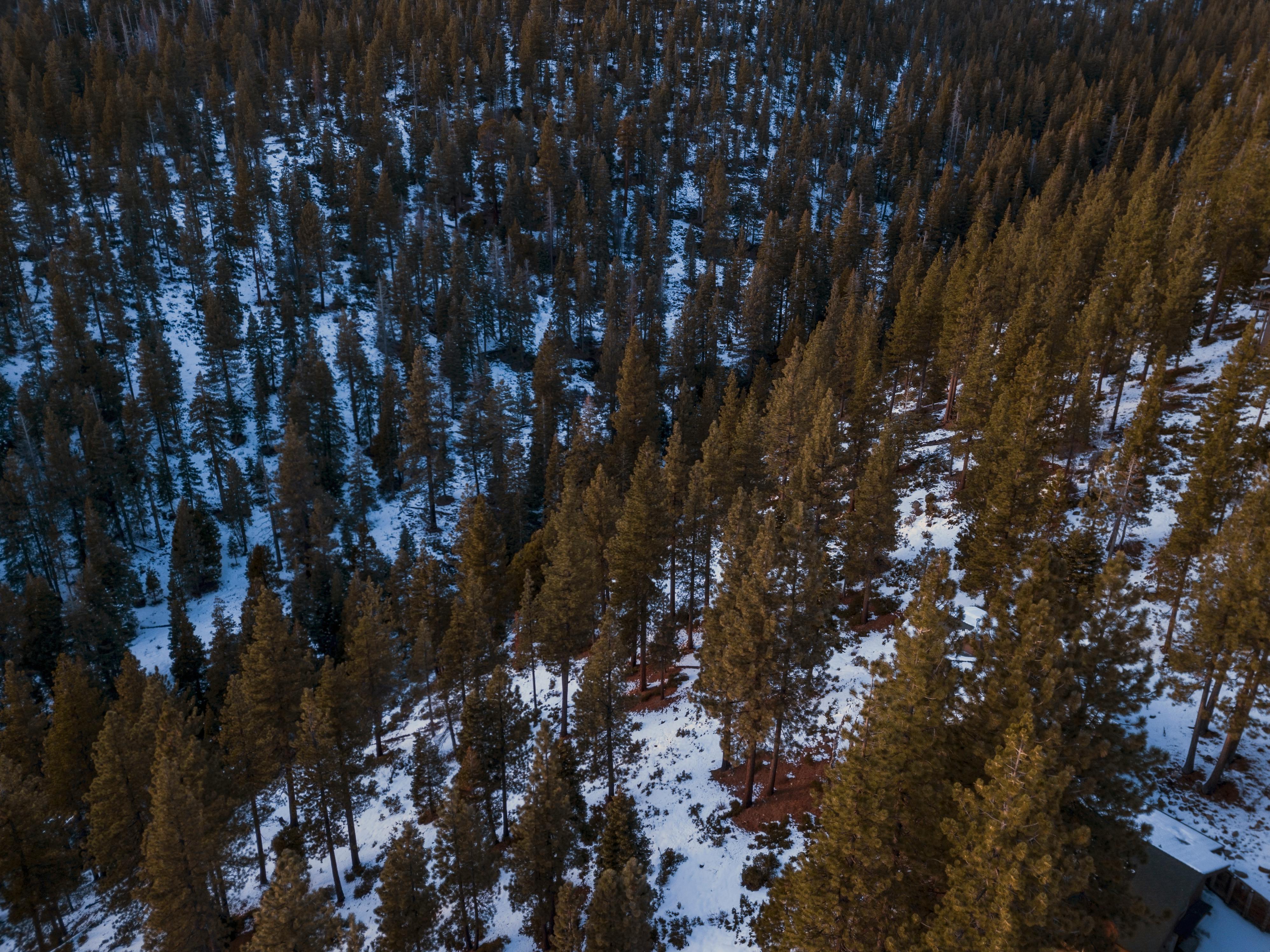 Aerial View of Conifer trees · Free Stock Photo
