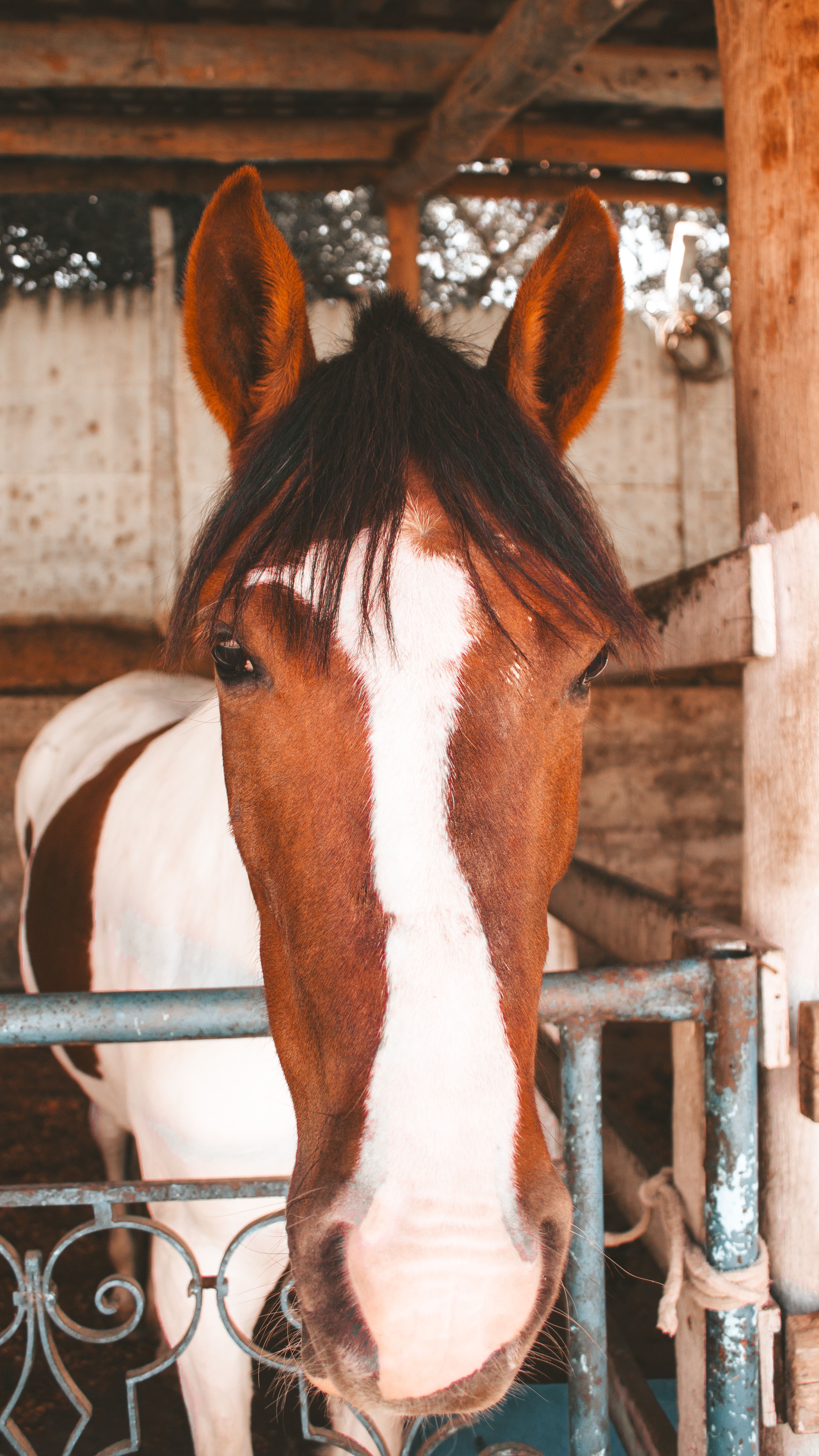 Head of Horse in Stable · Free Stock Photo