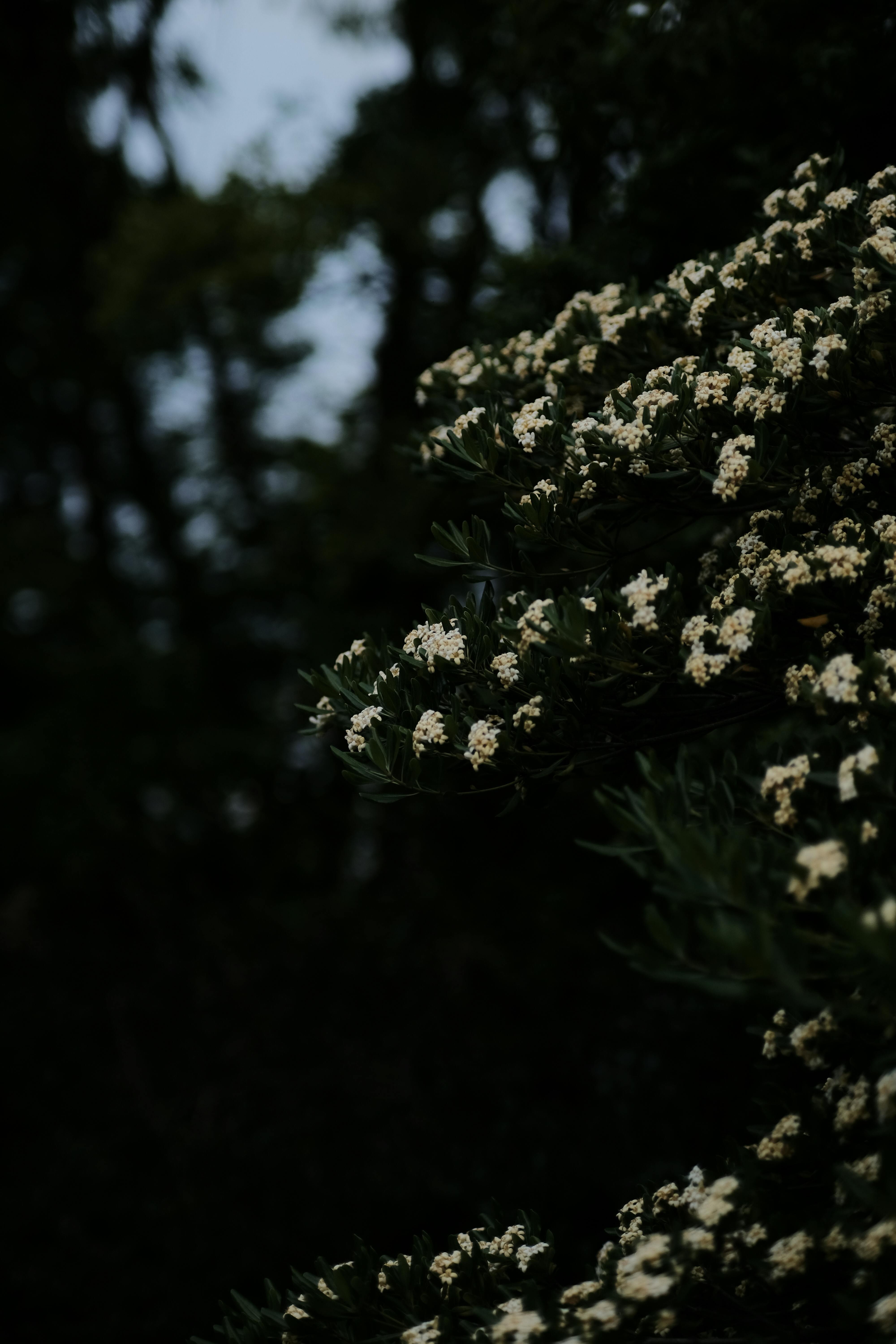 Branches of a Flowering Shrub · Free Stock Photo