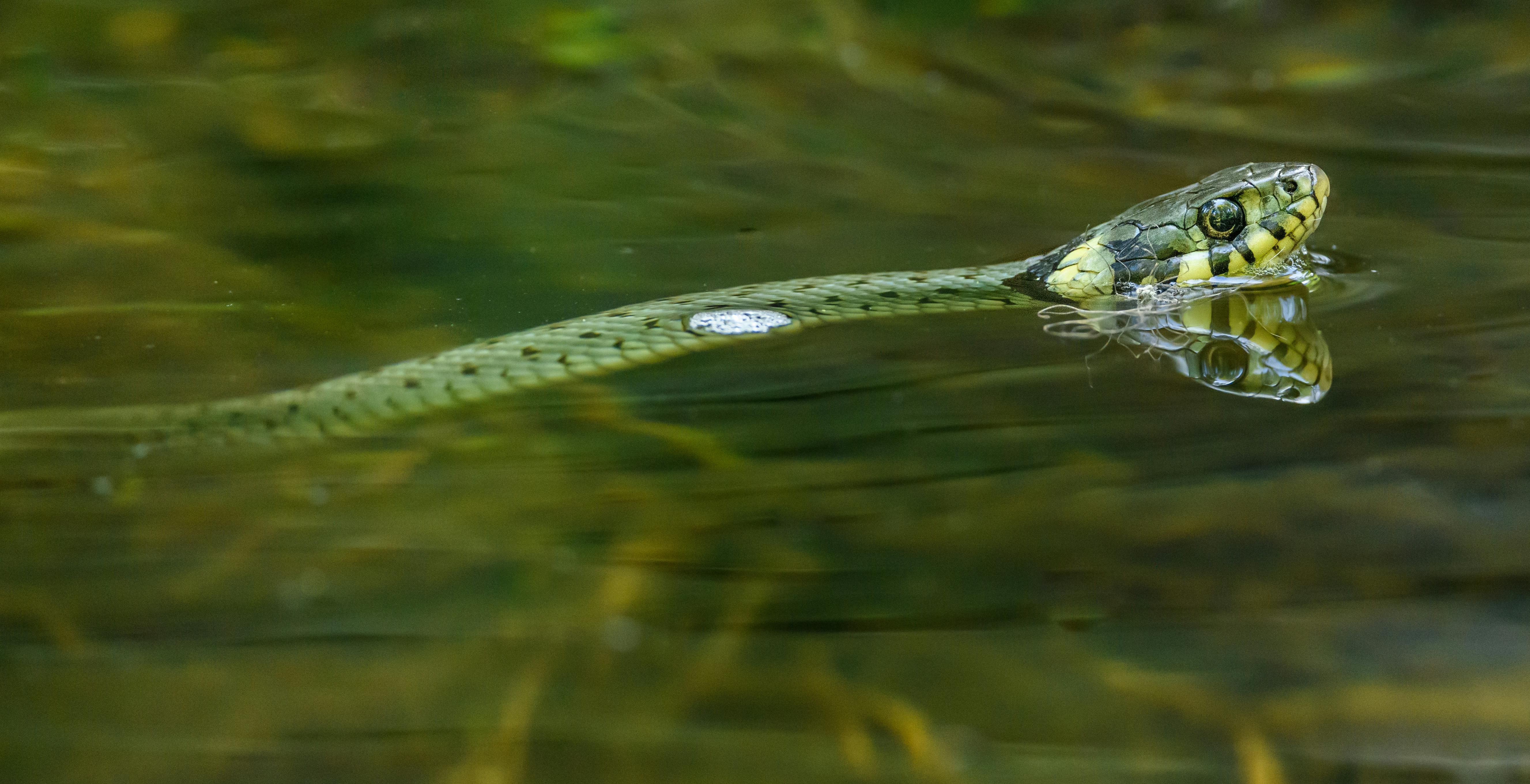 Snake Swimming in the Water · Free Stock Photo