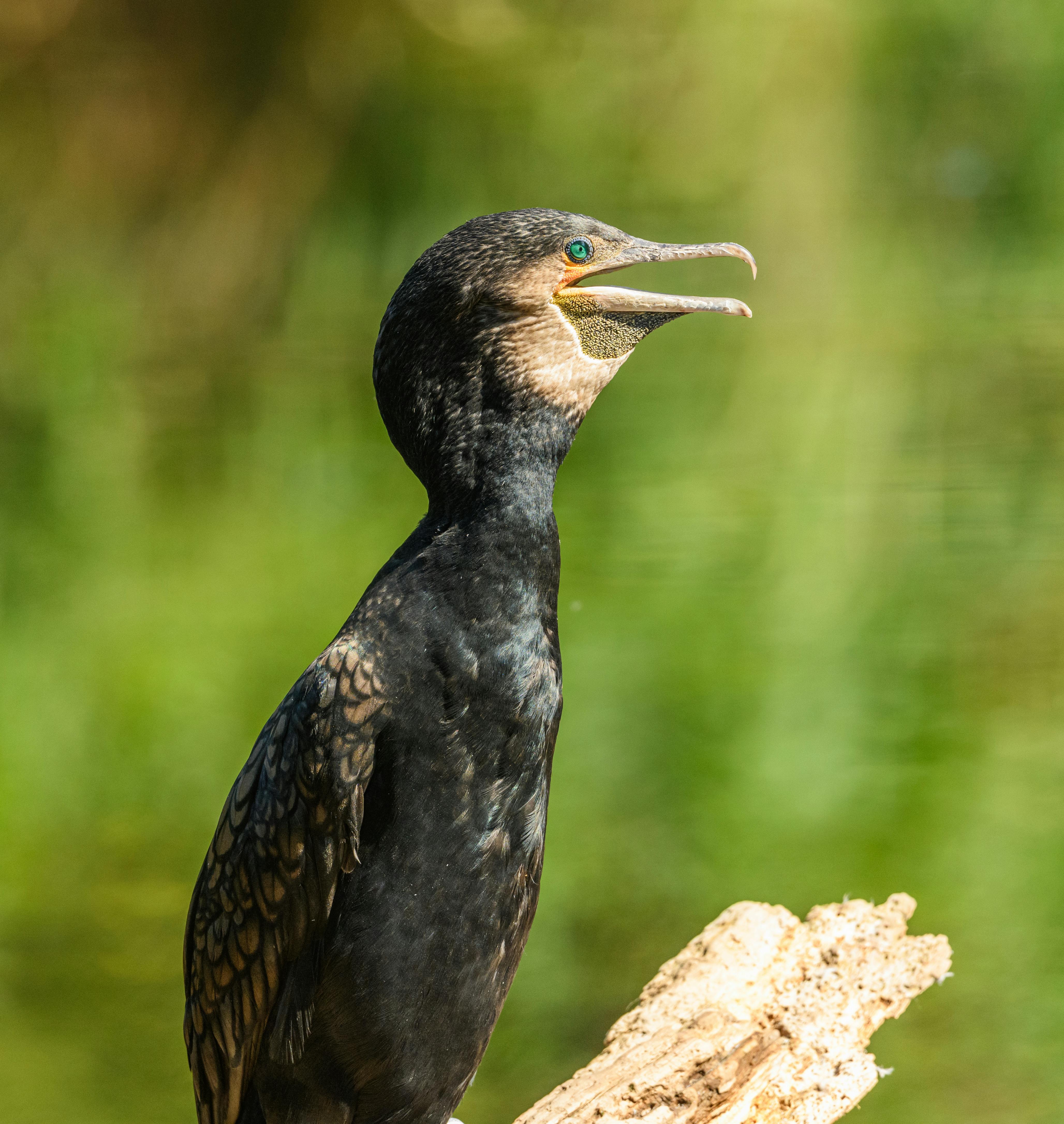 Closeup of Great Cormorant · Free Stock Photo