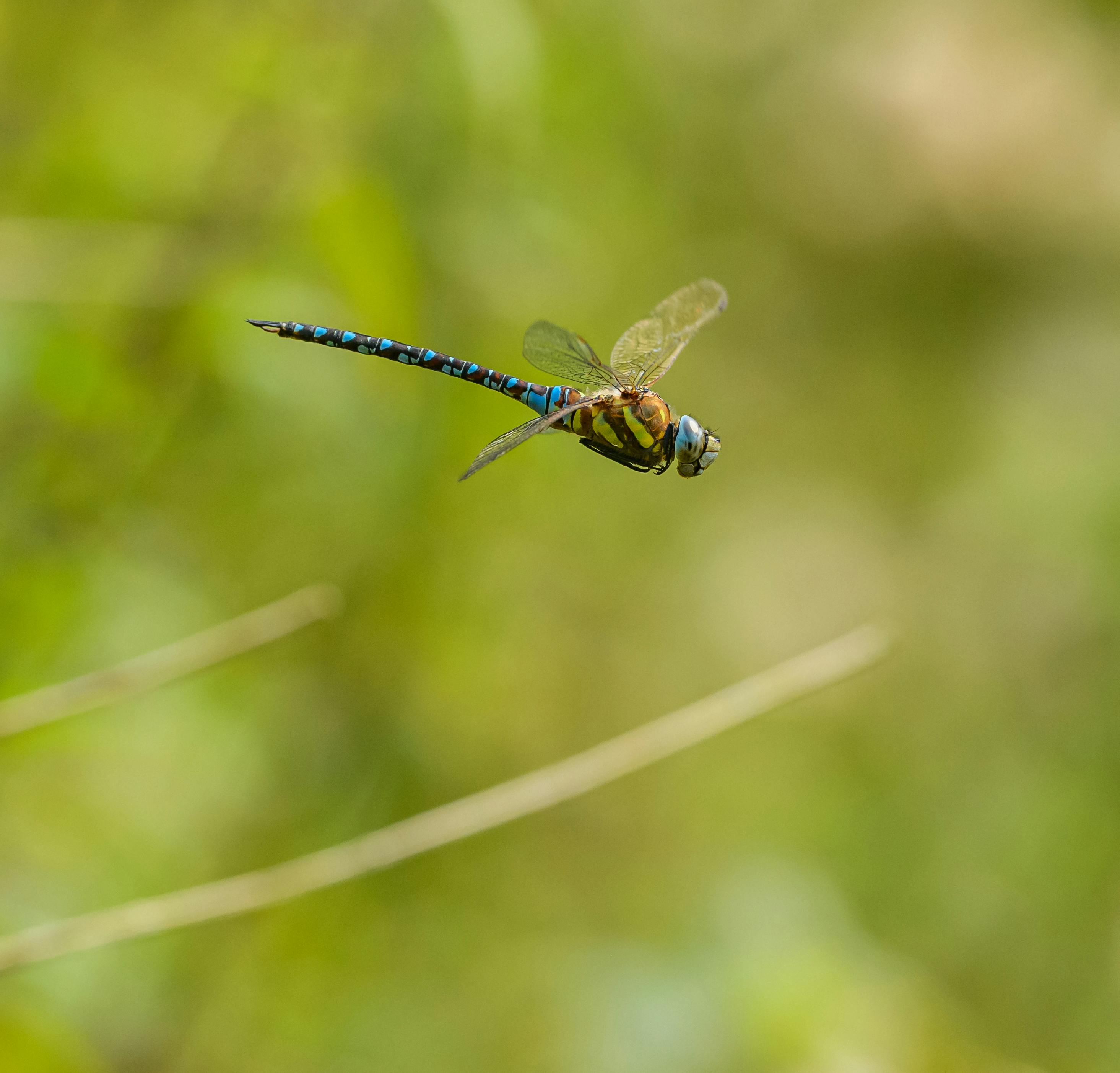 Dragonflies Flying Photos, Download The BEST Free Dragonflies Flying Stock Photos & HD Images