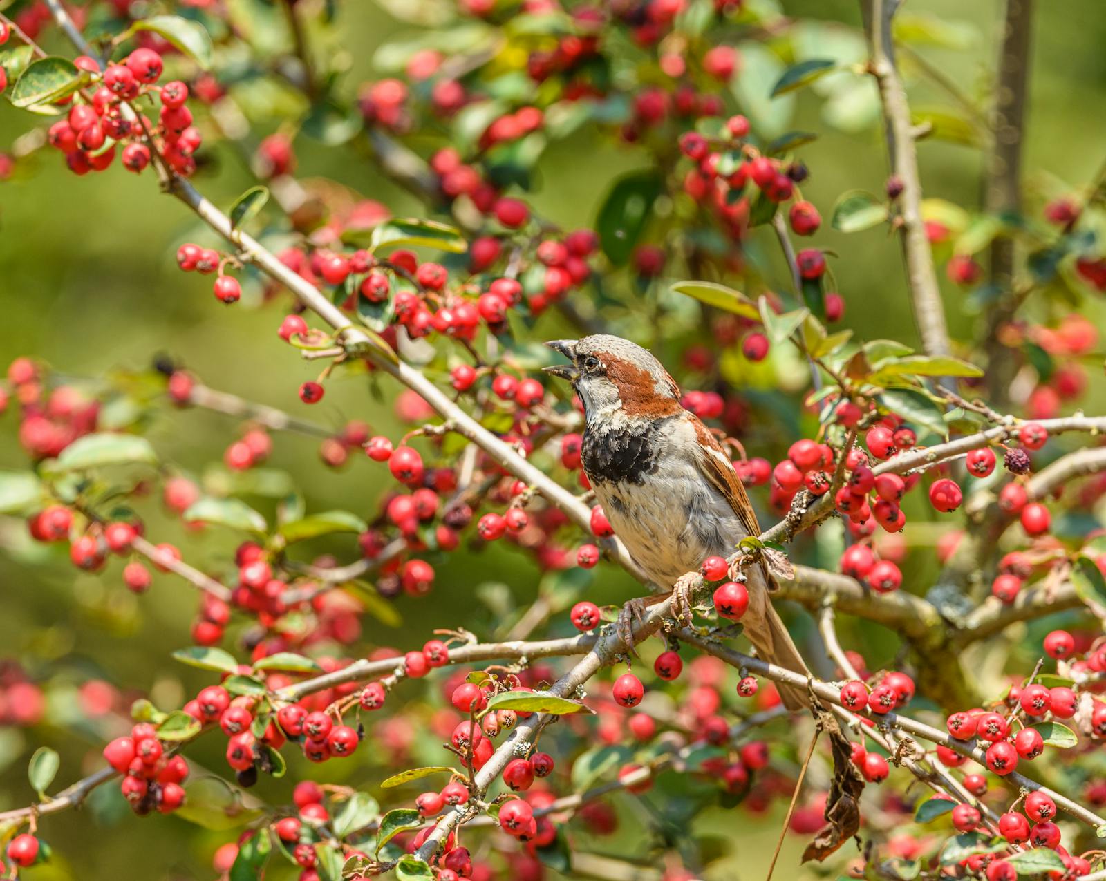 Rowan Tree Photos, Download The BEST Free Rowan Tree Stock Photos & HD ...