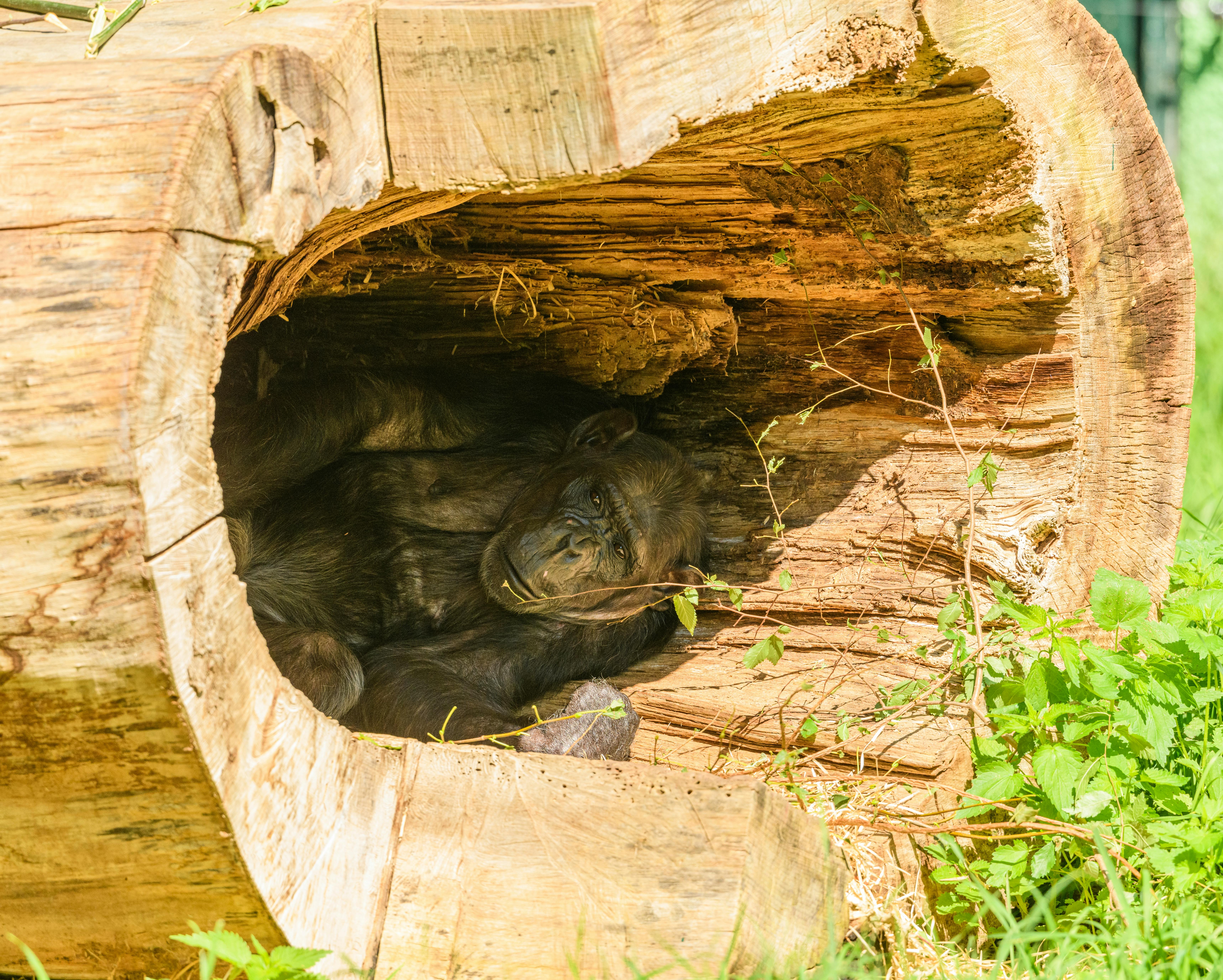 Chimpanzee Hiding in Log from Heat · Free Stock Photo