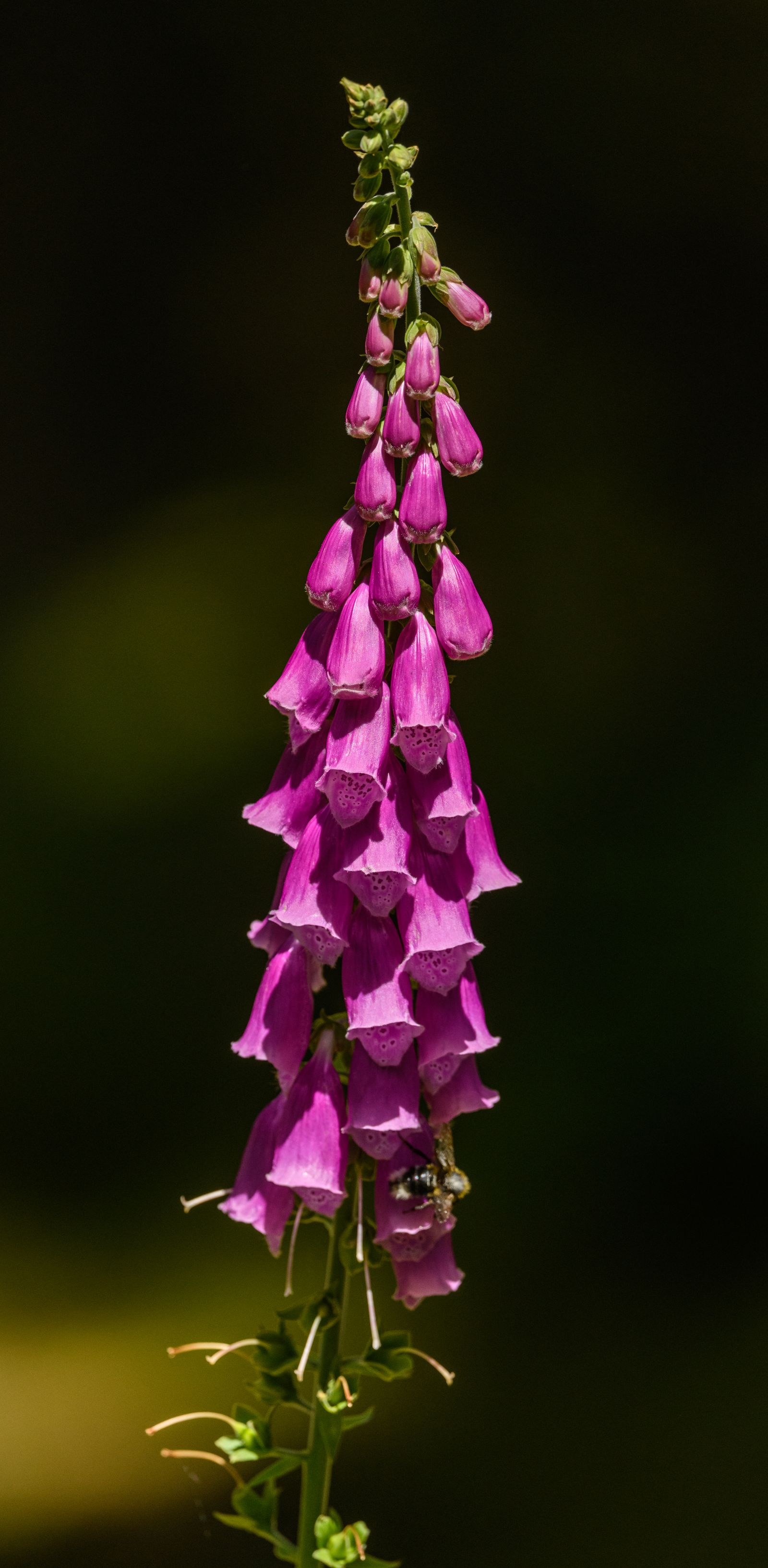 Foxglove Flowers Photos, Download The BEST Free Foxglove Flowers Stock ...
