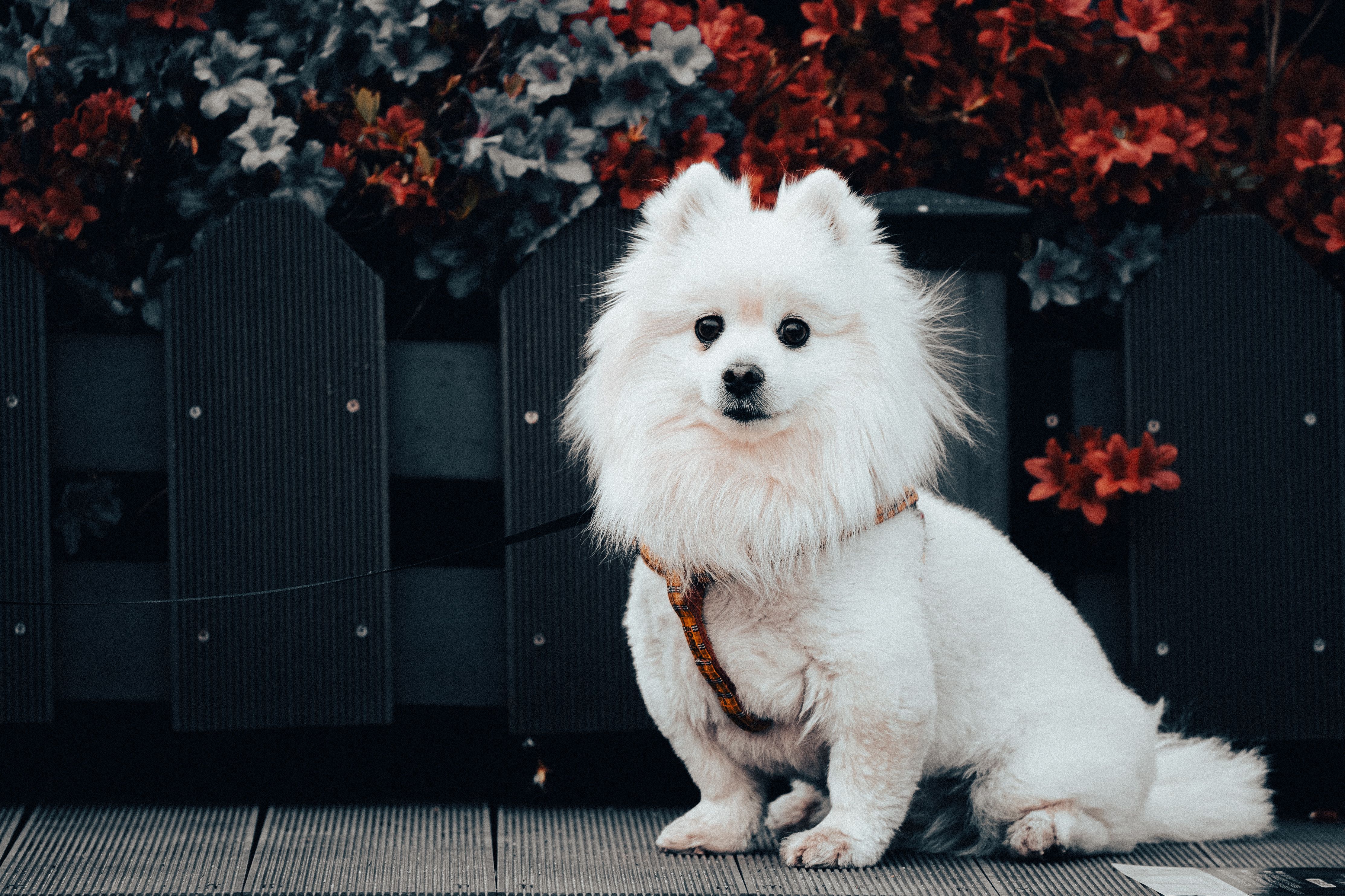 Canine Photos, Download The BEST Free Canine Stock Photos & HD Images