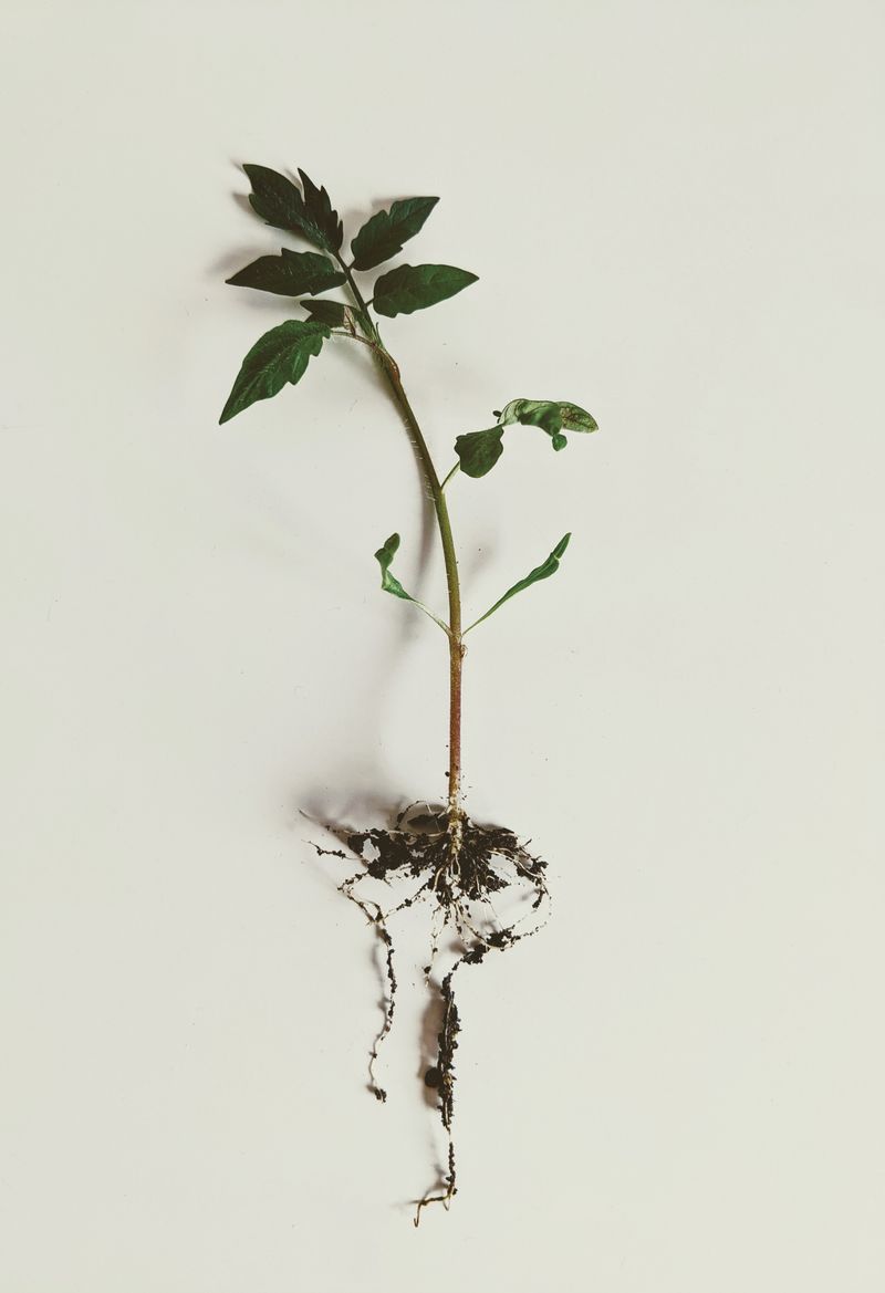 Roots And Stem Photos, Download The BEST Free Roots And Stem Stock ...