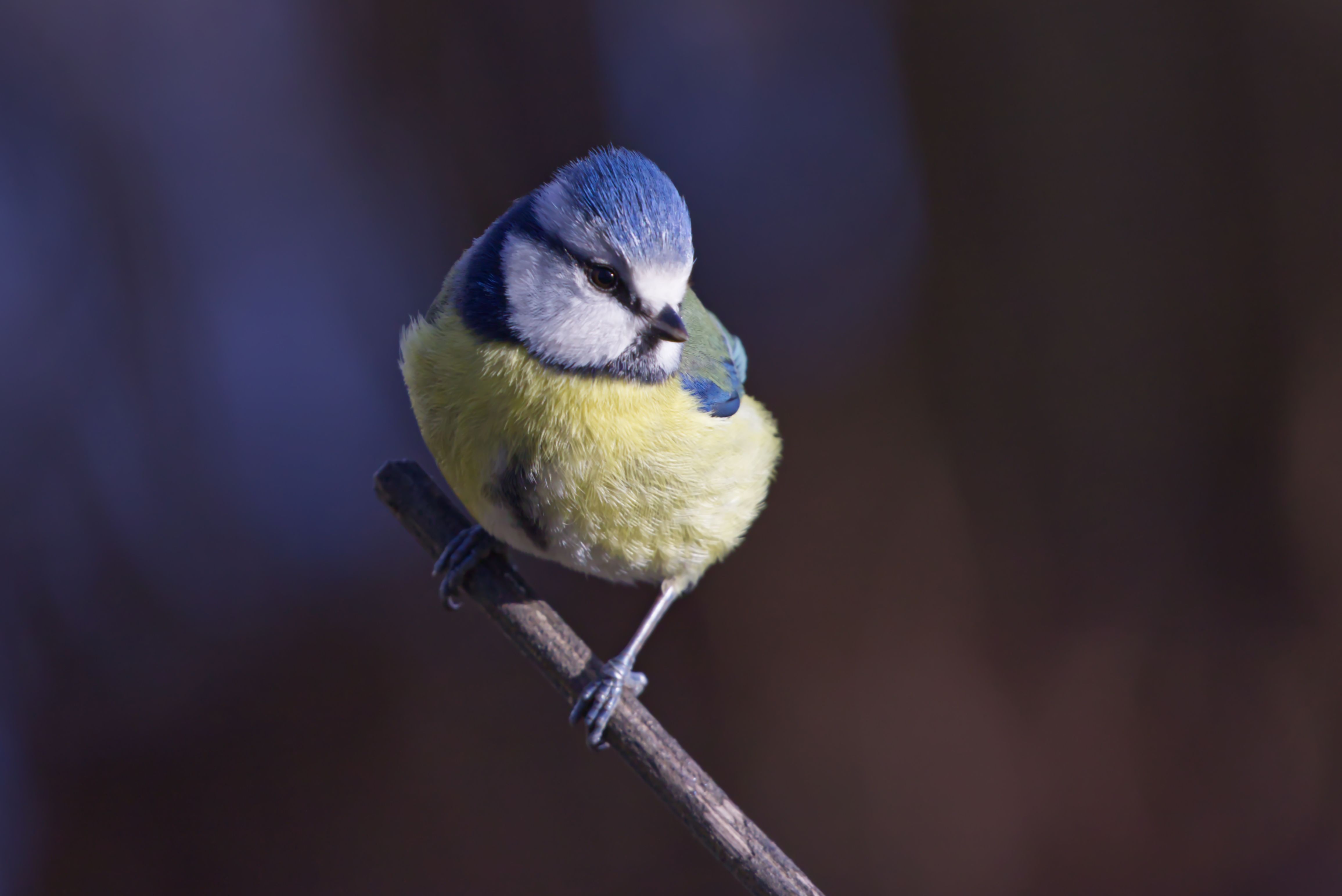 Bird In Tree Photos, Download The BEST Free Bird In Tree Stock Photos ...