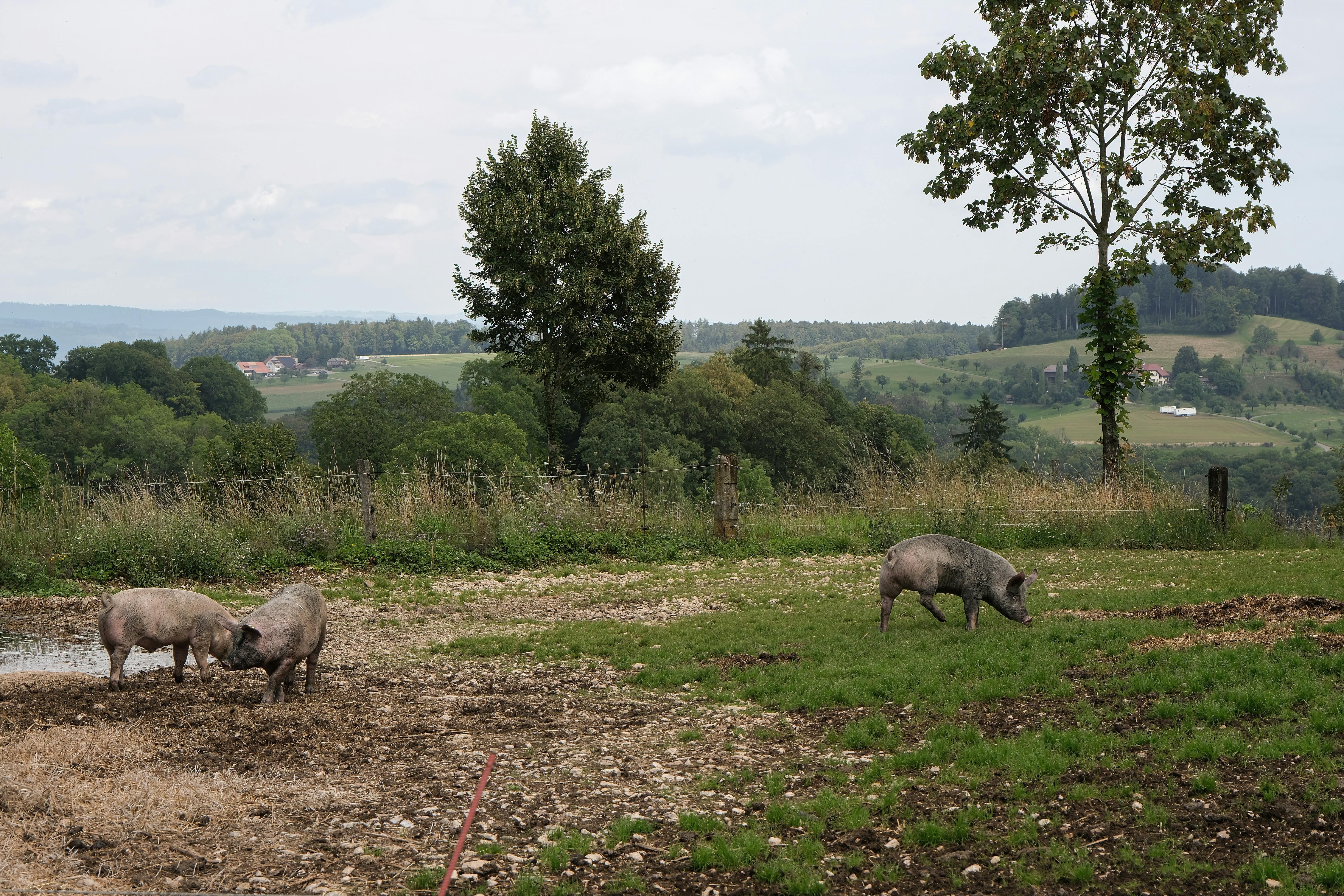 Pigs on Pasture · Free Stock Photo