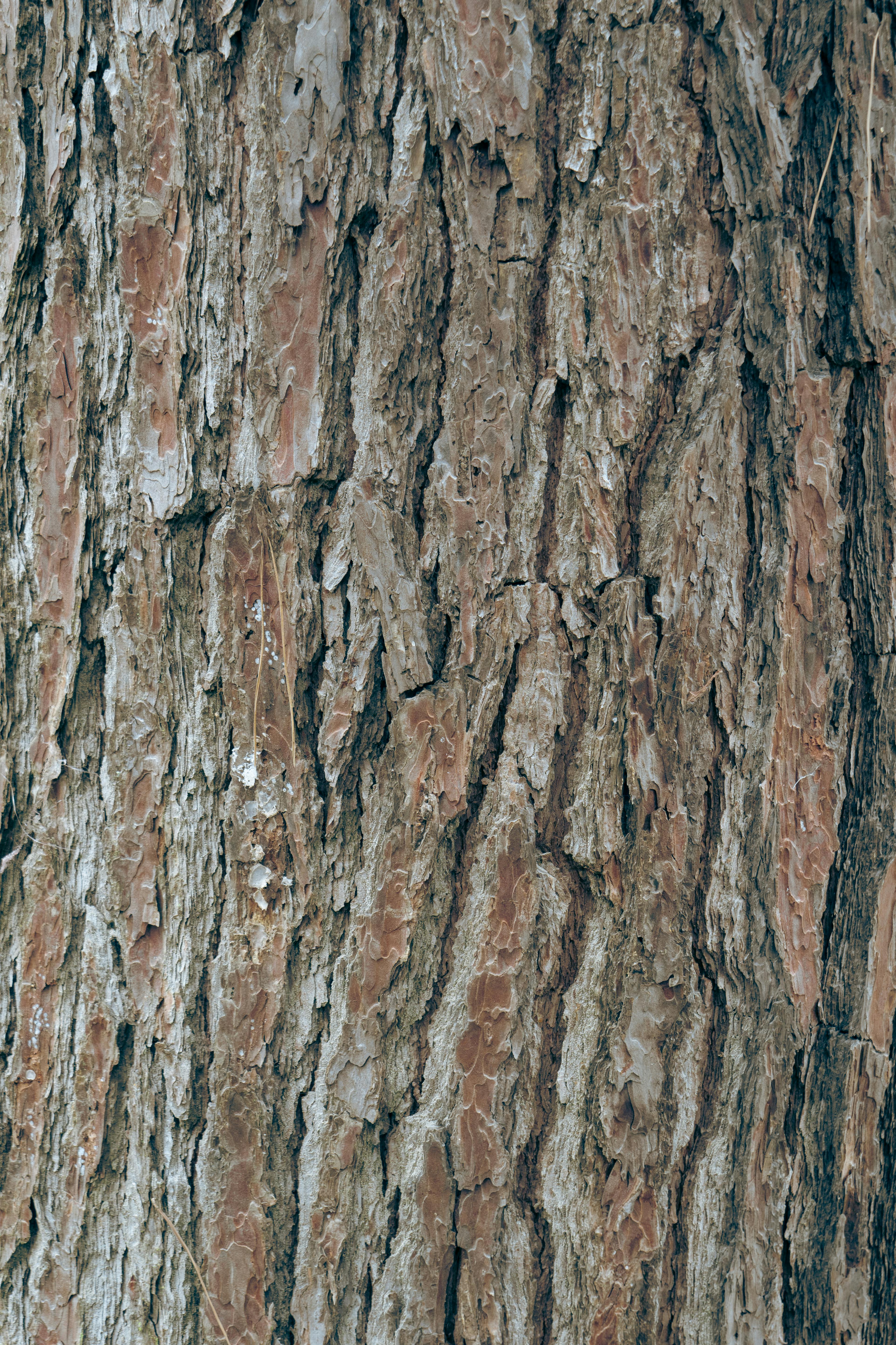 Tree Bark · Free Stock Photo