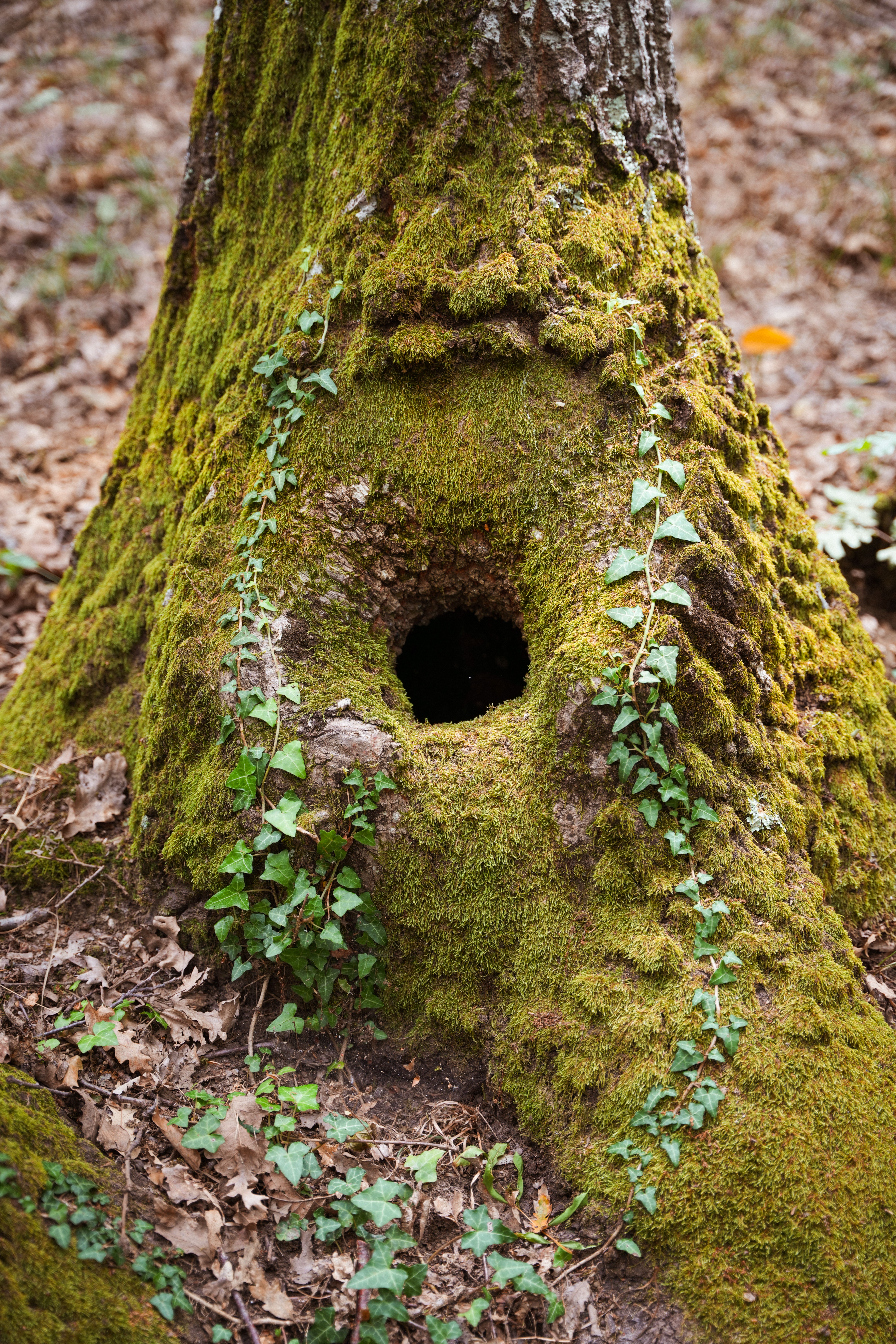 Hollow in Tree · Free Stock Photo