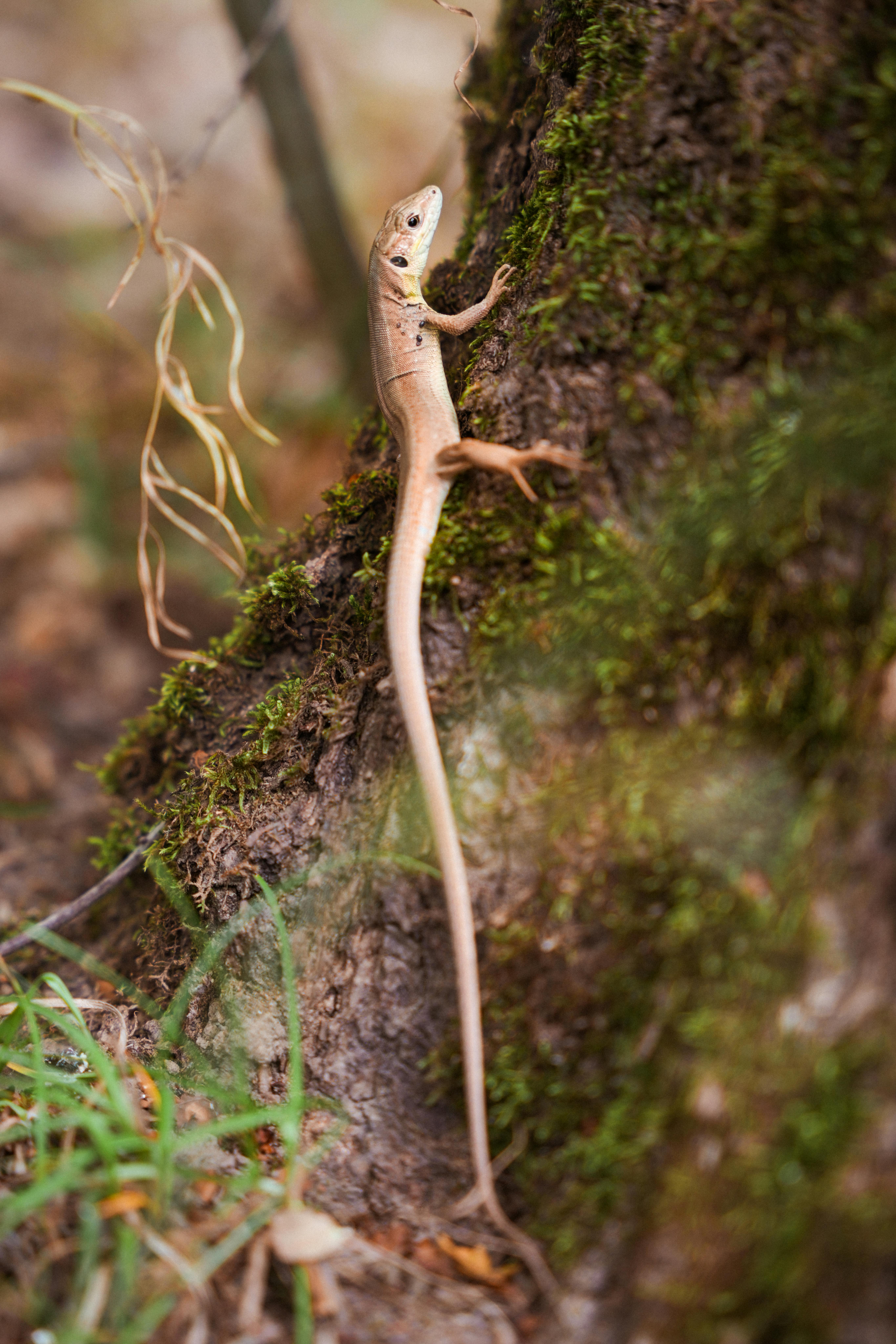 Lizard on Bark Tree with Moss · Free Stock Photo