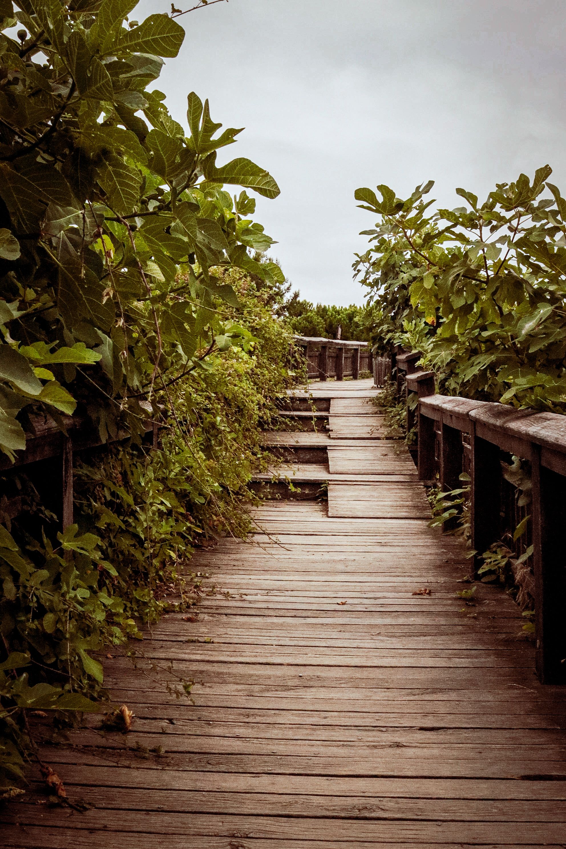 Green Garden Photos, Download The BEST Free Green Garden Stock Photos ...