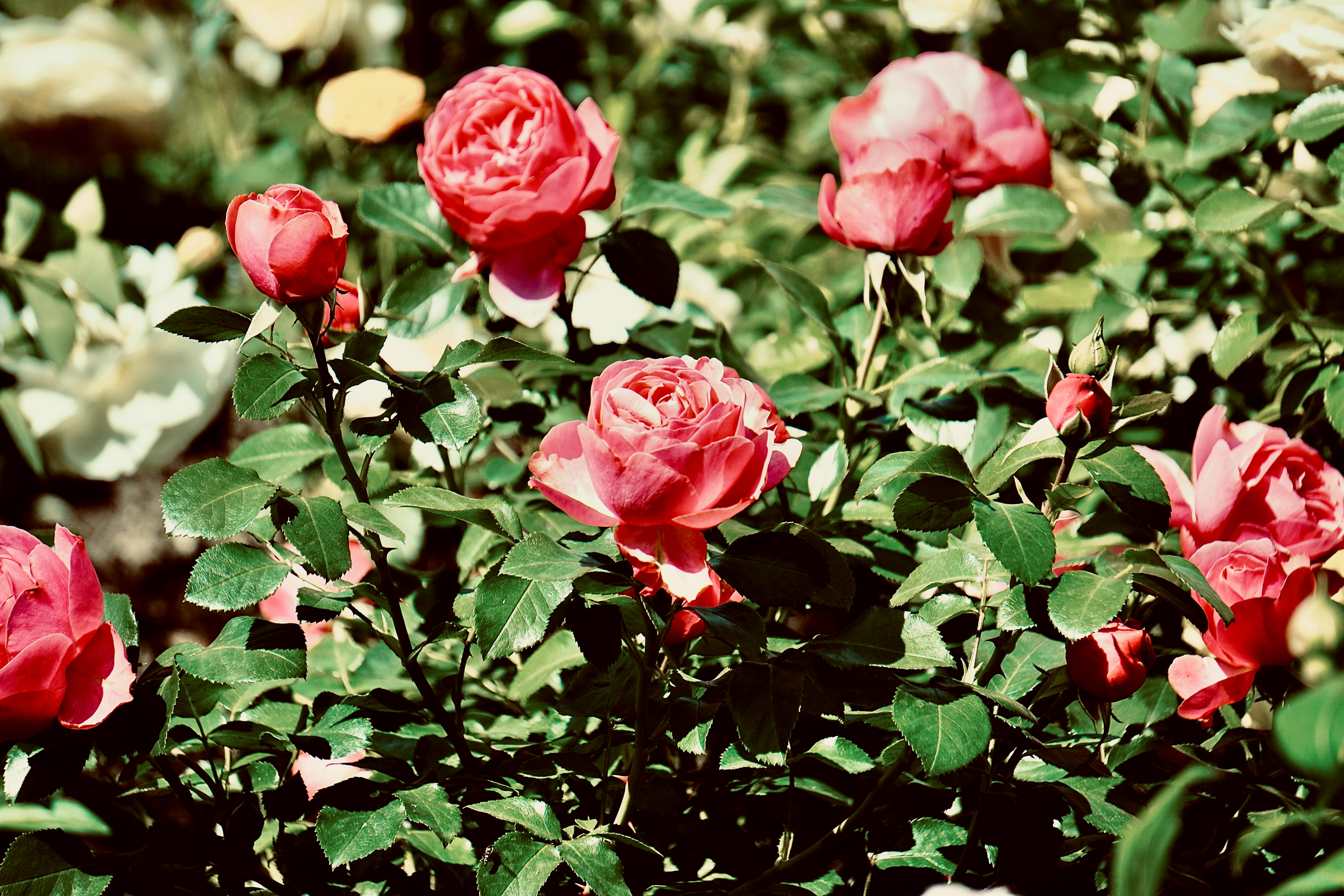 Red Roses Blooming Outdoors · Free Stock Photo