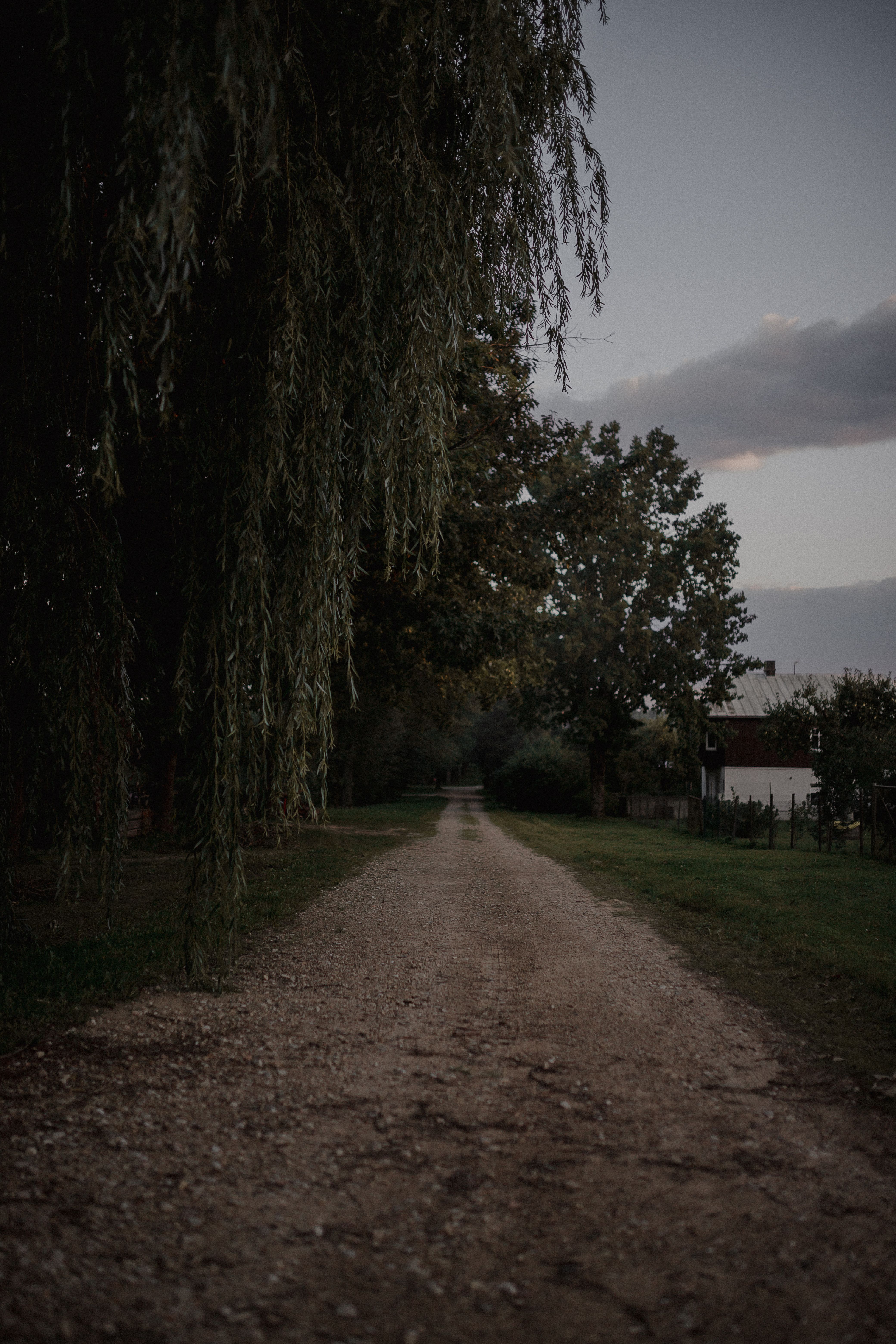 Willow Tree Photos, Download The BEST Free Willow Tree Stock Photos ...