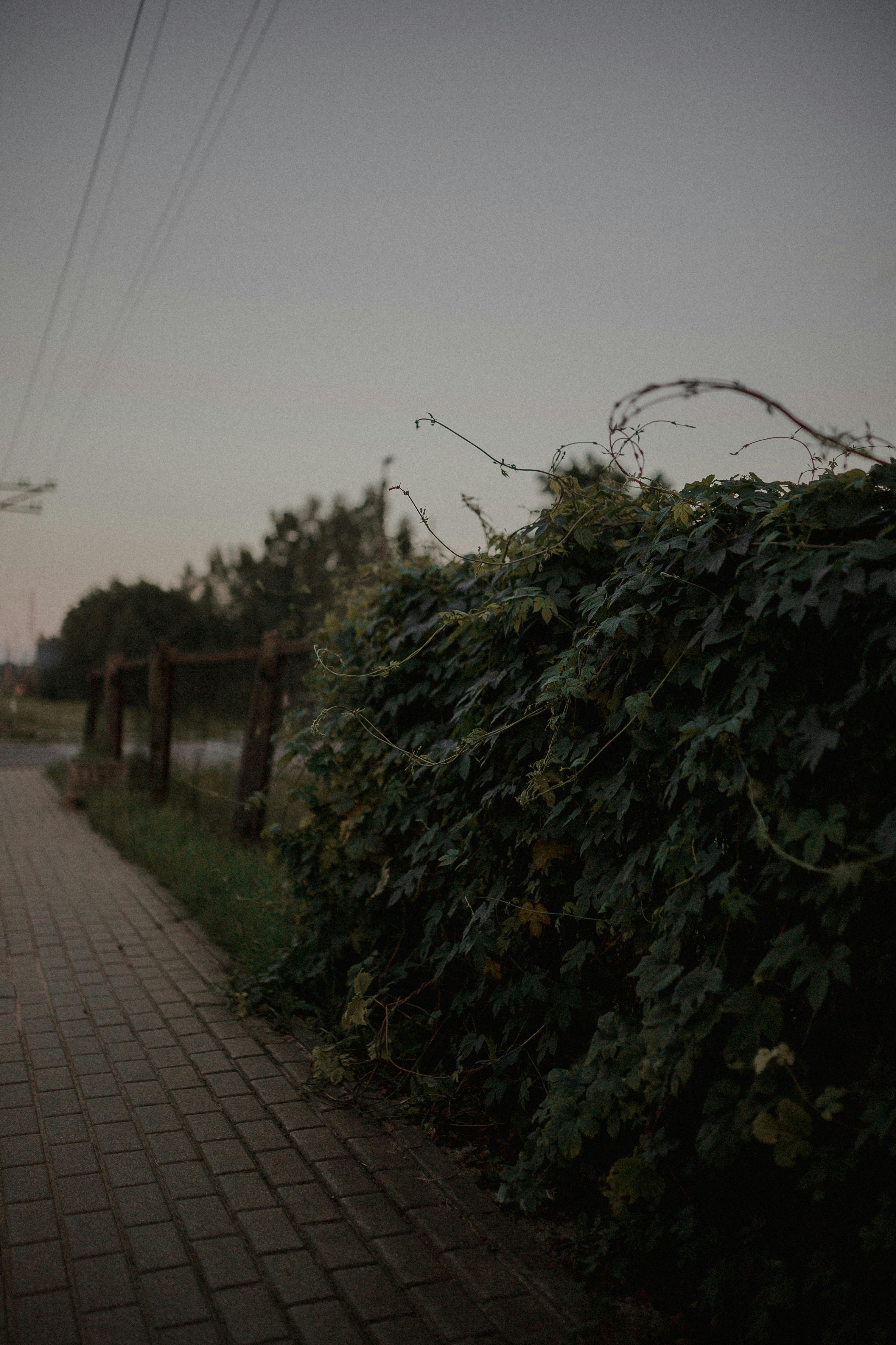 Sidewalk along an Overgrown Fence · Free Stock Photo