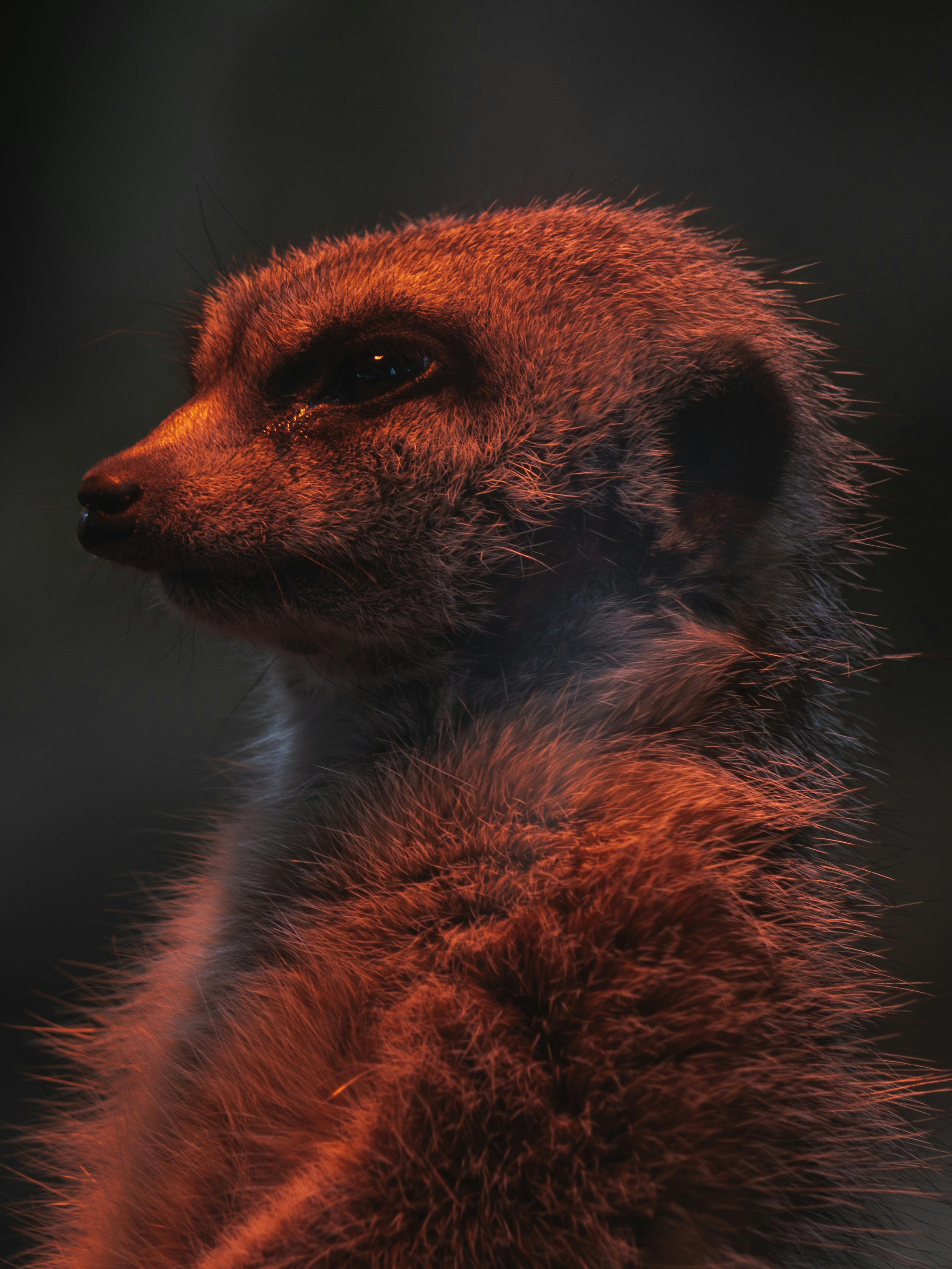 Portrait of a Meerkat Looking Away · Free Stock Photo