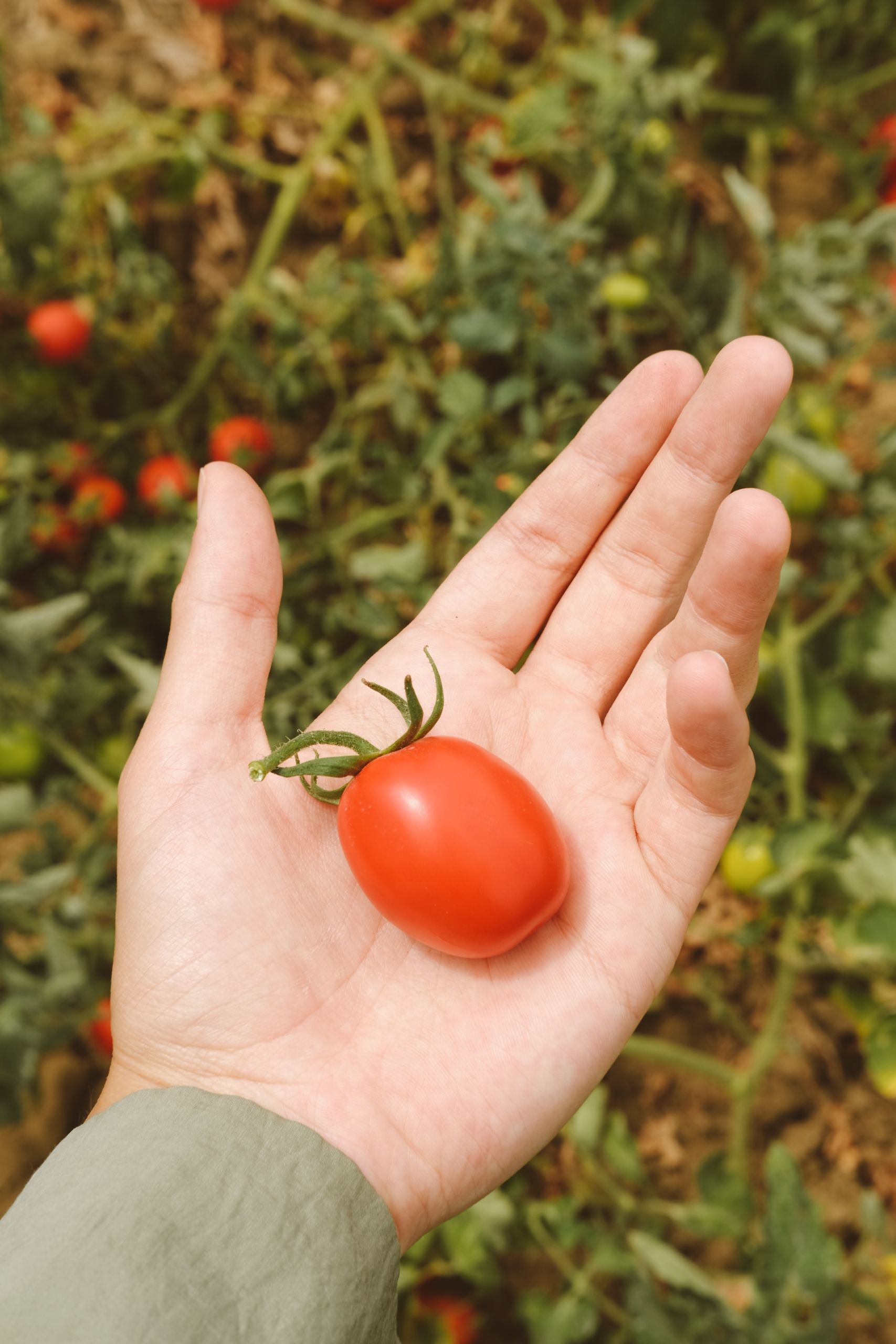Hand Holding a Tomato · Free Stock Photo