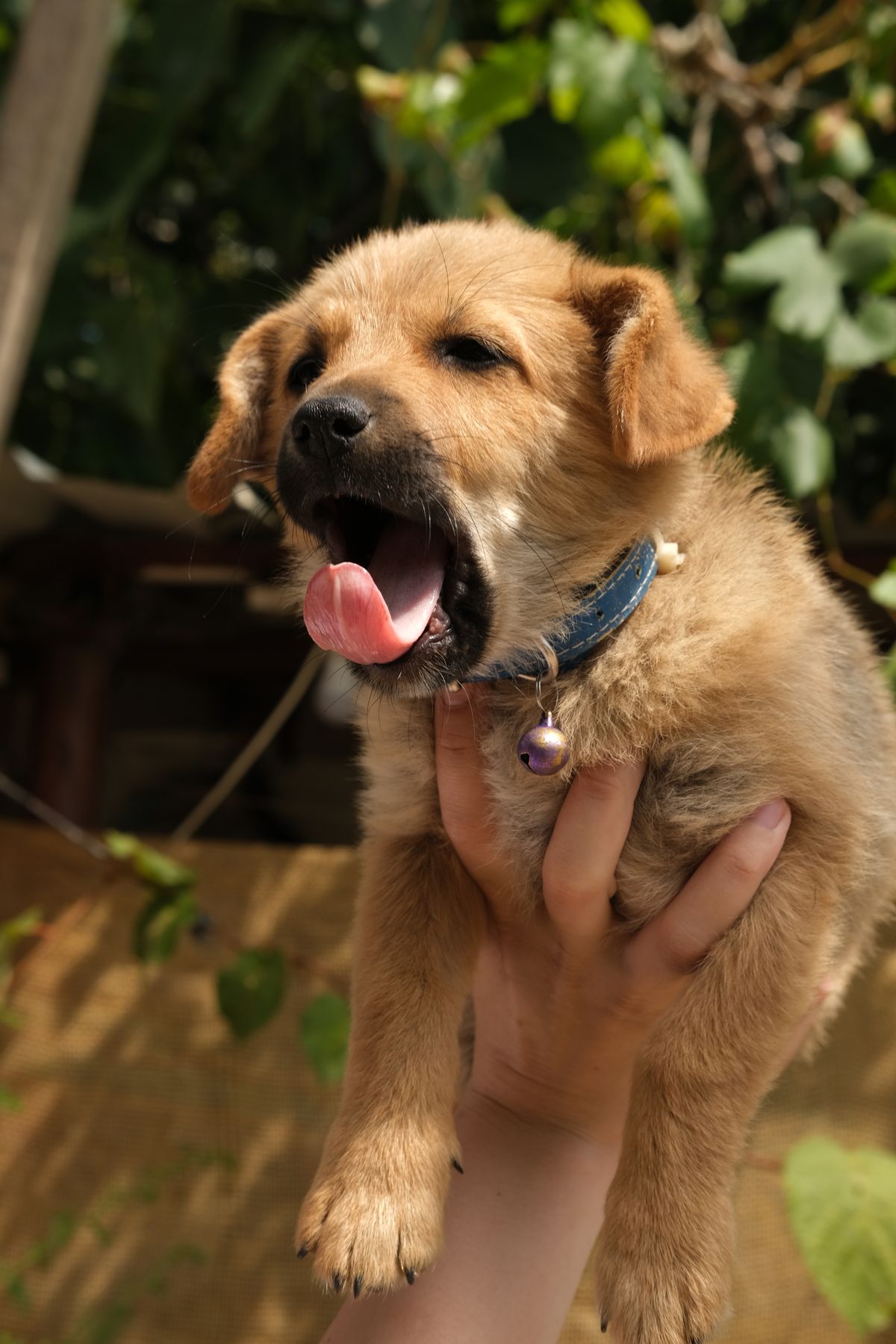 Golden Retriever Baby Photos, Download The BEST Free Golden Retriever ...