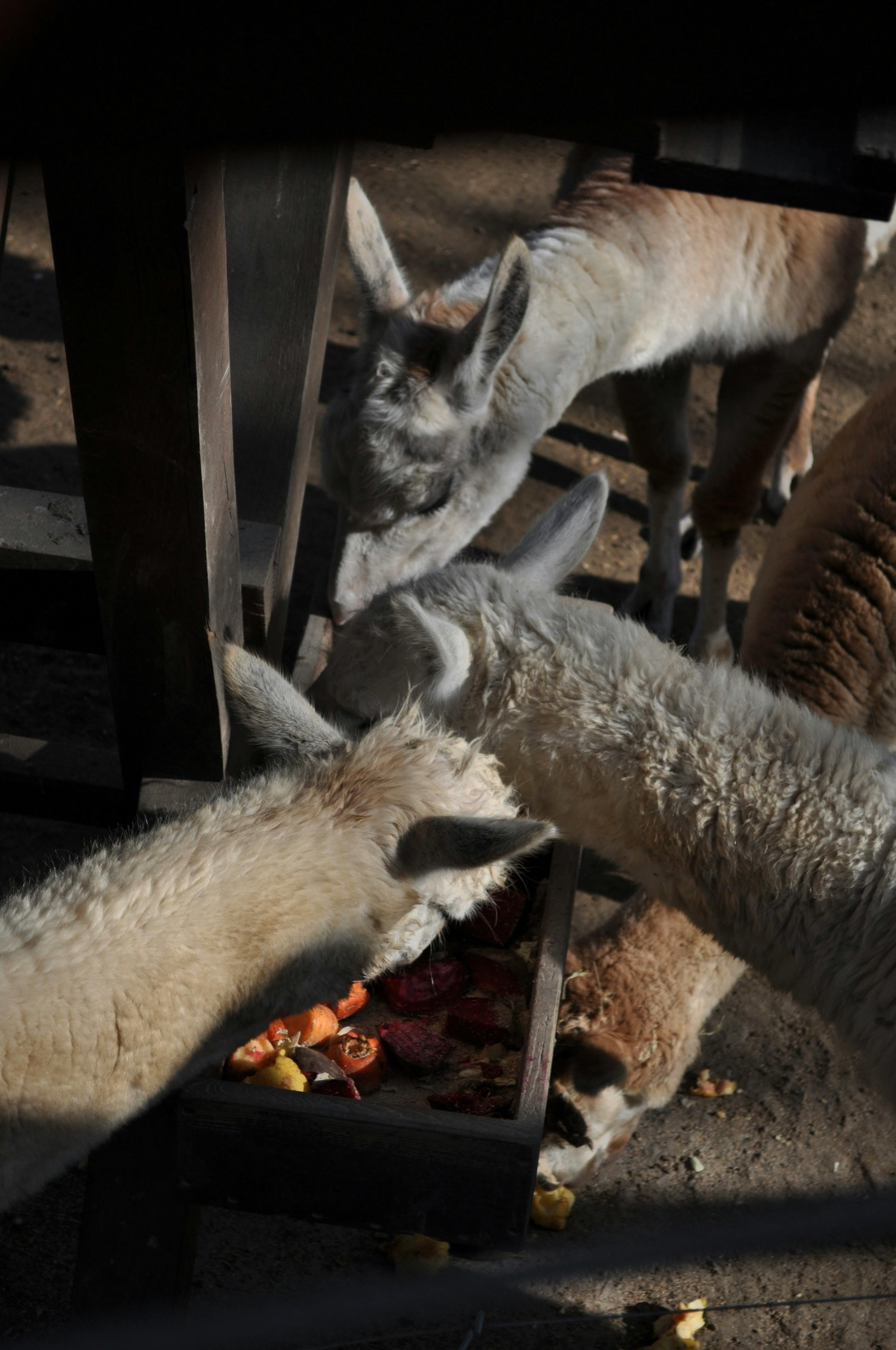 Murad Mammadov - Photography