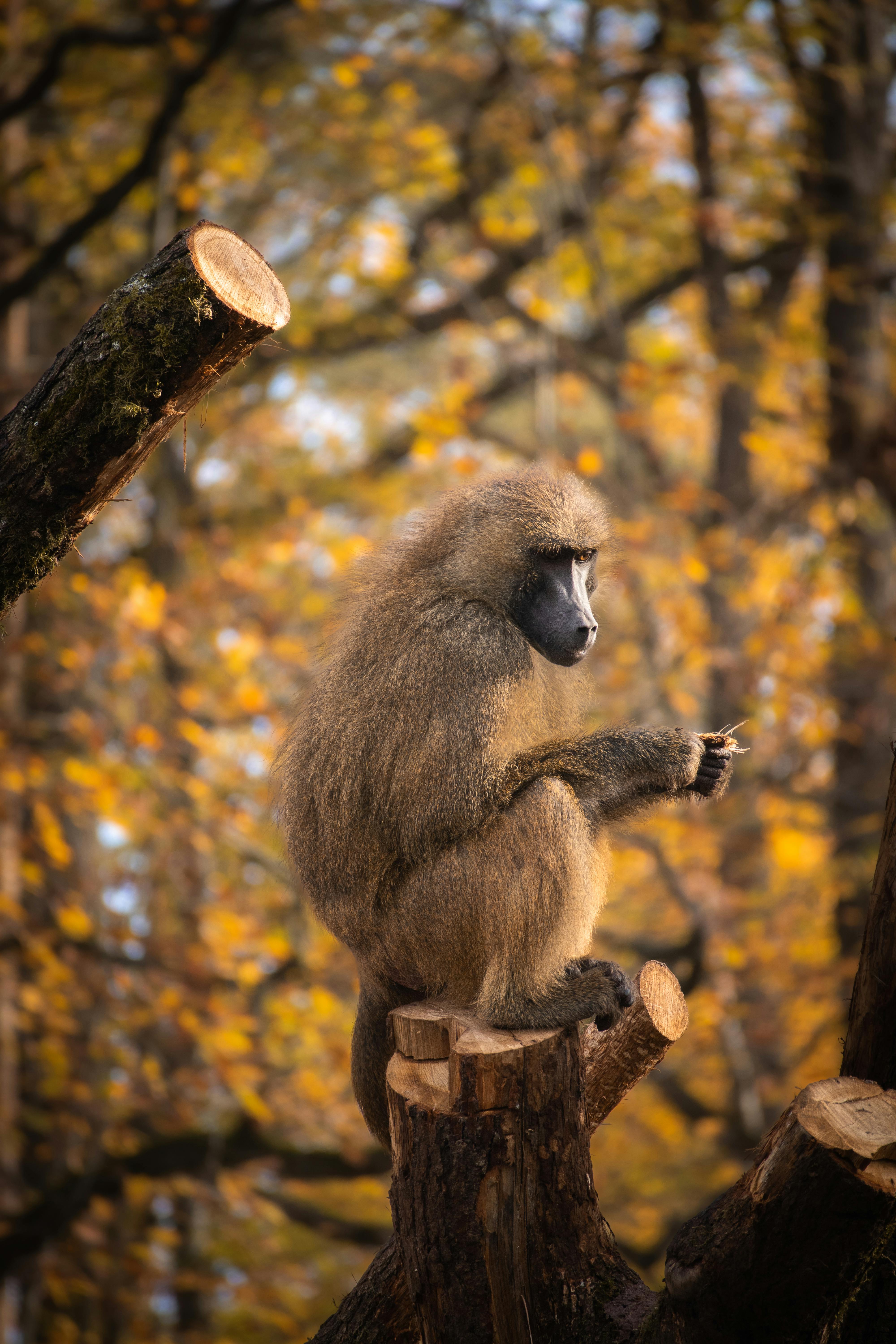Baboon Sitting on Tree Stump · Free Stock Photo