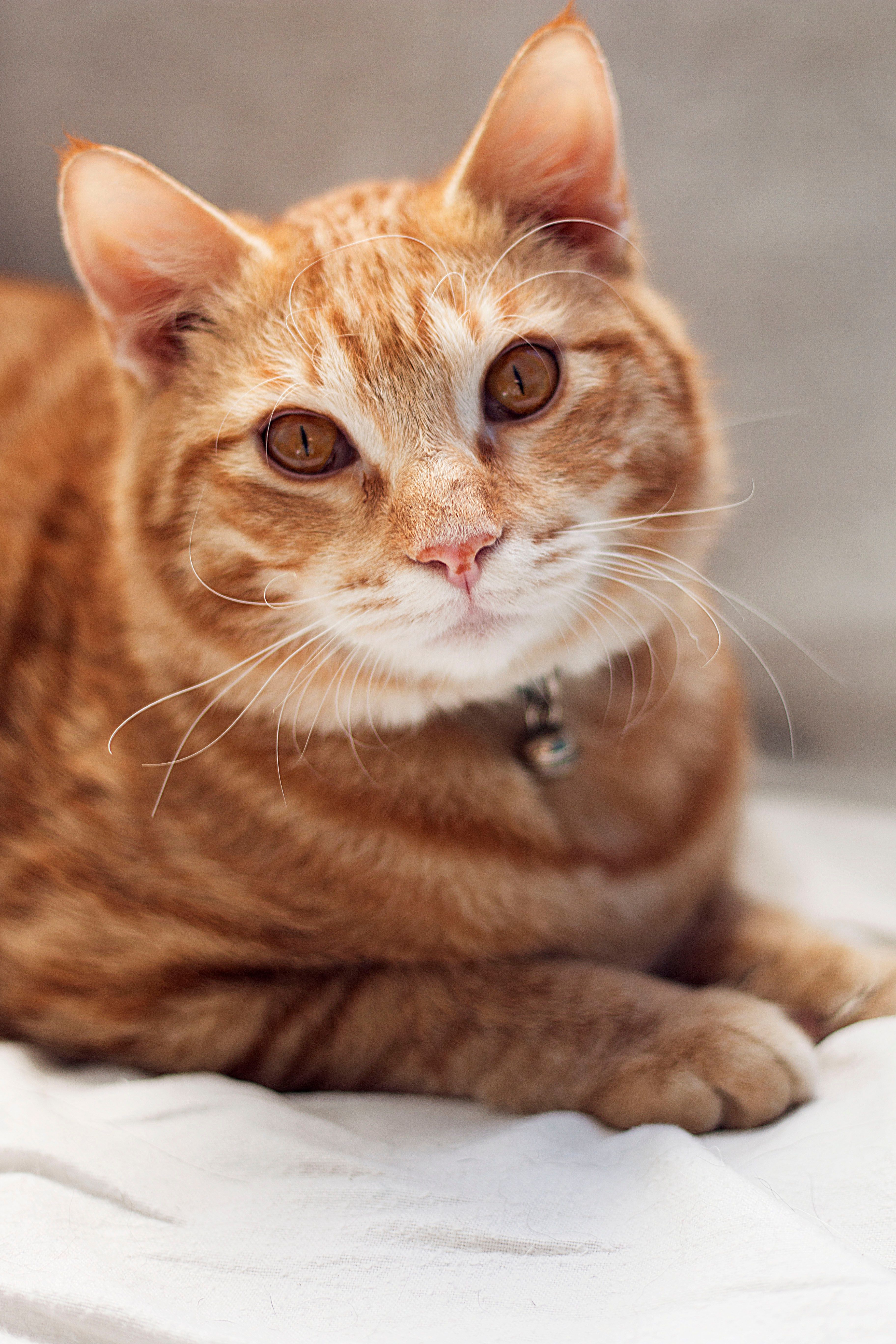 Tabby Cat · Free Stock Photo